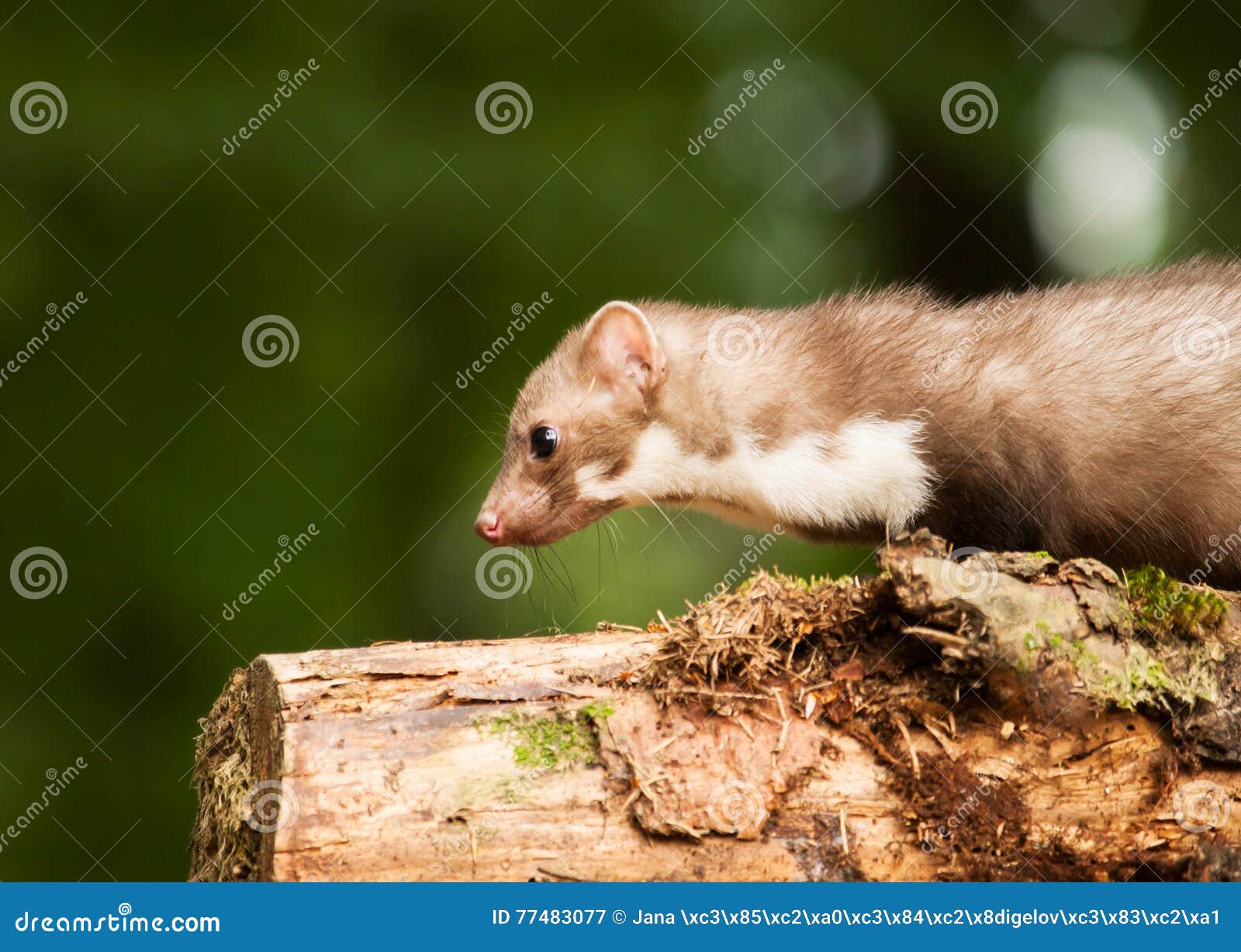 Het Wit Breasted Marter Liggend Op De Boom Stock Afbeelding - Image of ...