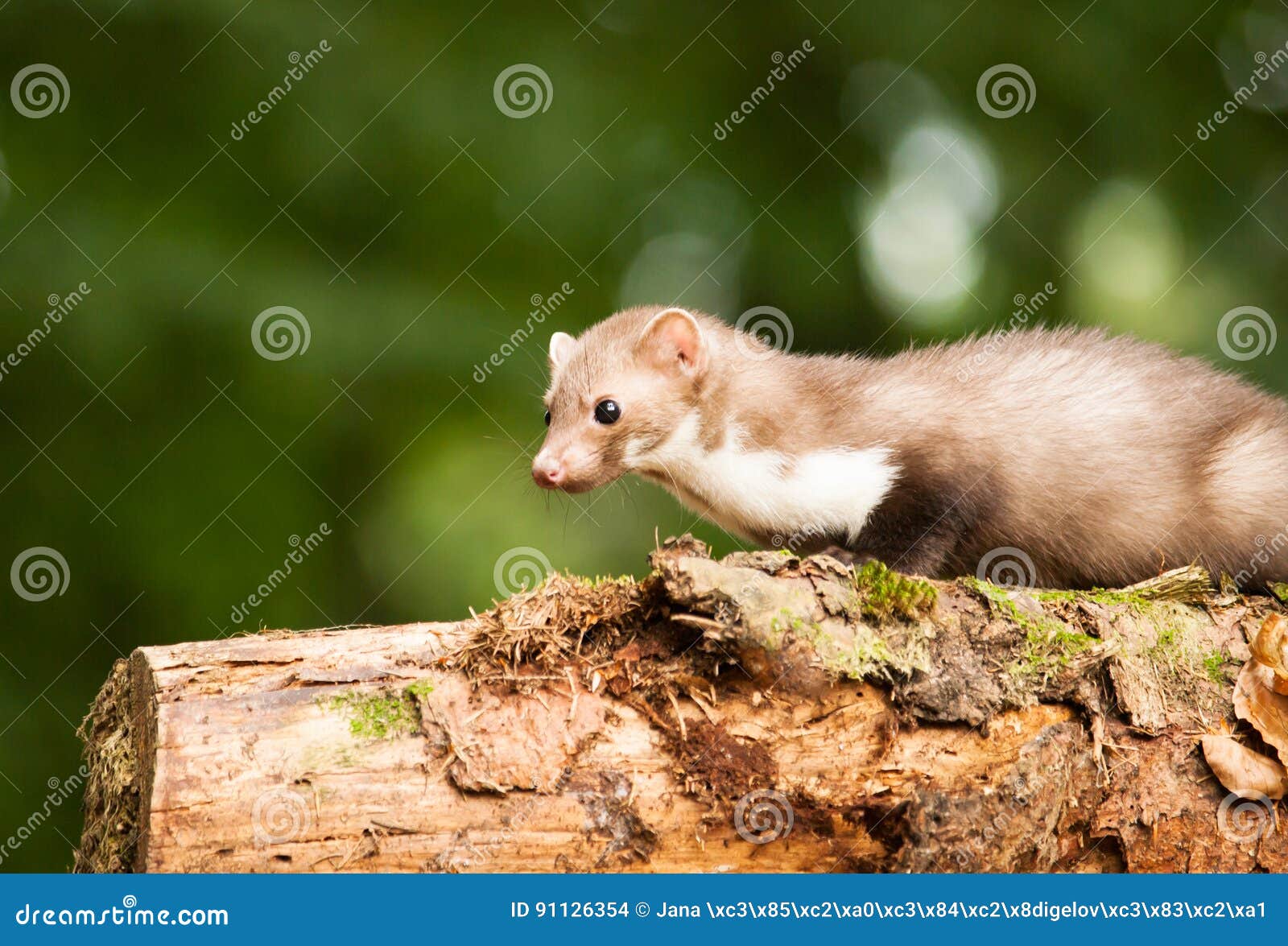Het Wit Breasted Marter Liggend Op De Boom Stock Foto - Image of ...