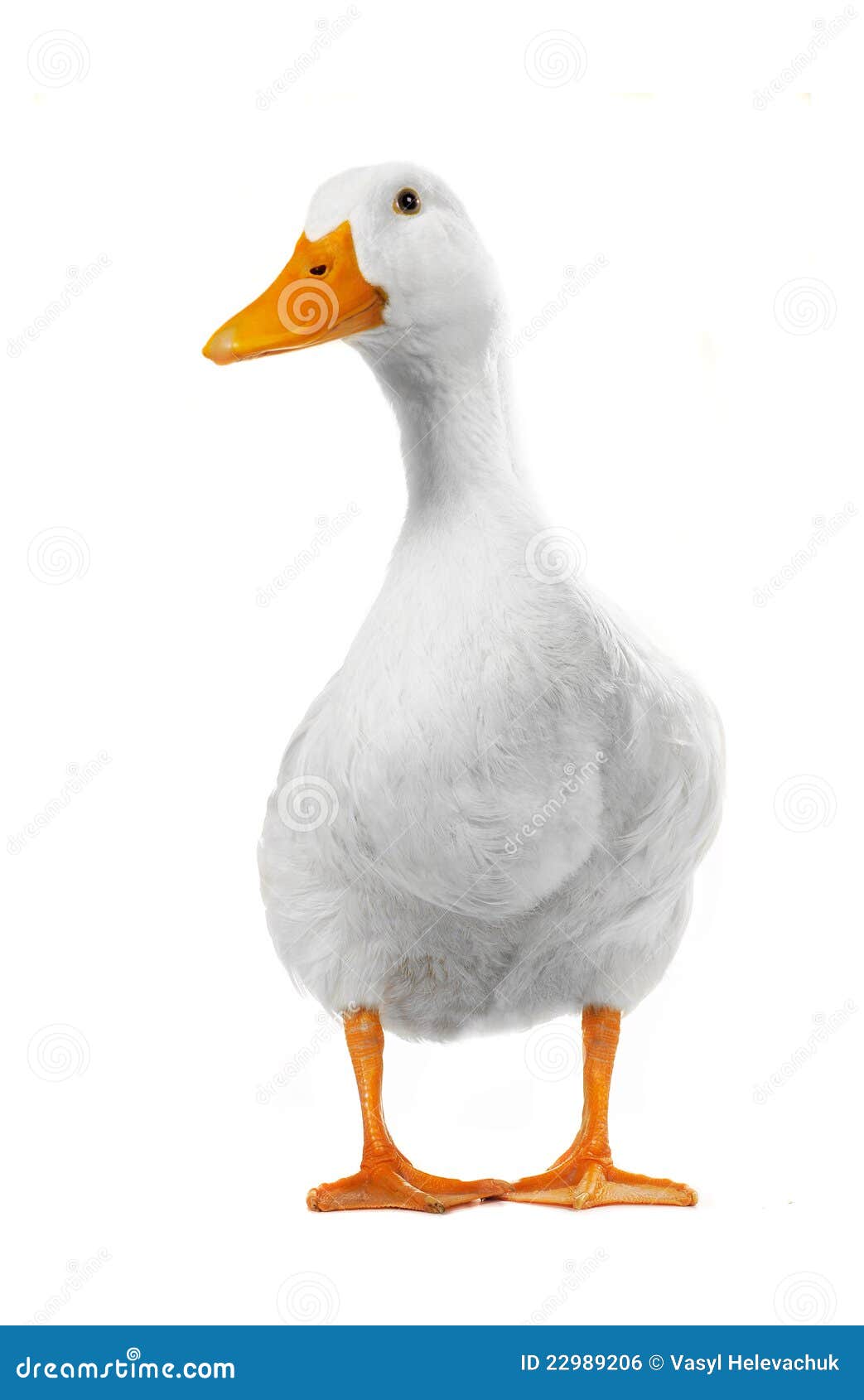 Het wit van de eend stock foto. Image of achtergrond - 22989206