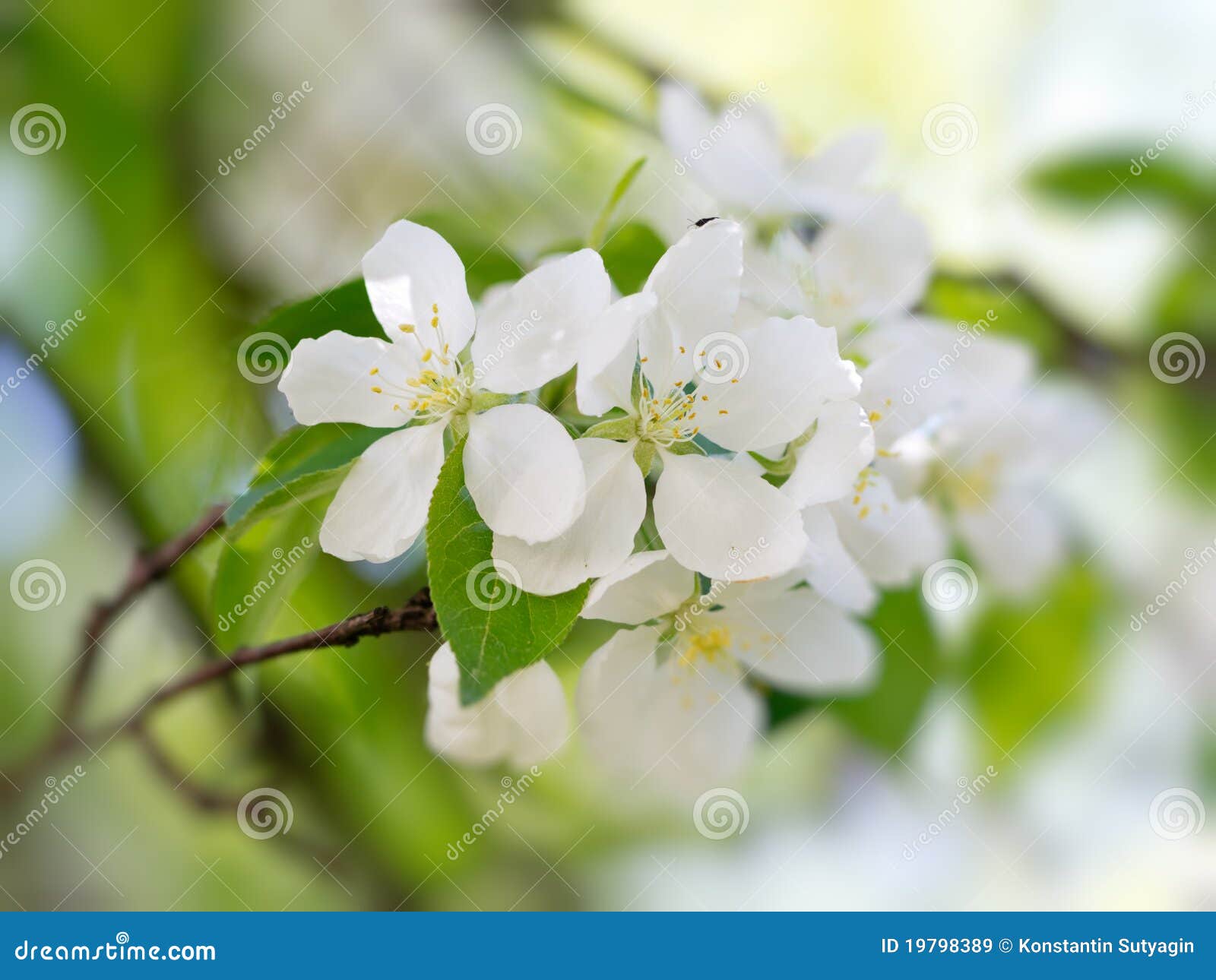 Het witte bloemen bloeien stock afbeelding. Image of buiten - 19798389