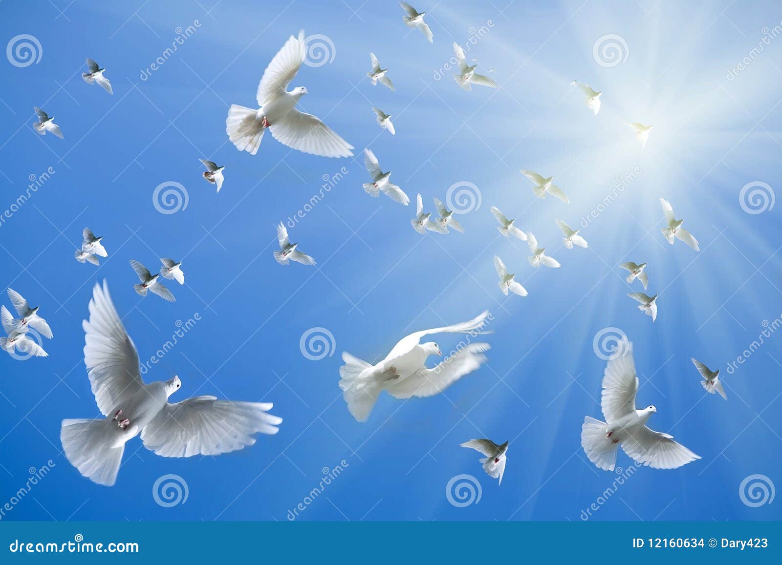 Het witte duiven vliegen stock foto. Image of blauw, vogels - 12160634