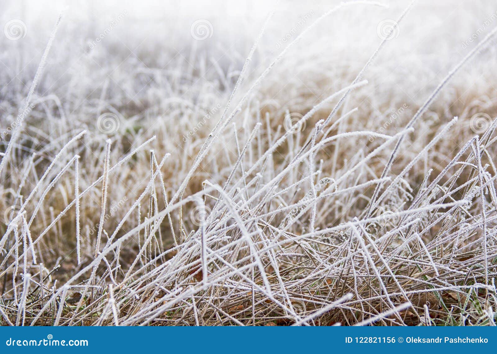 Het Witte Gras is Behandeld Met Rijp Stock Foto - Image of gazon ...