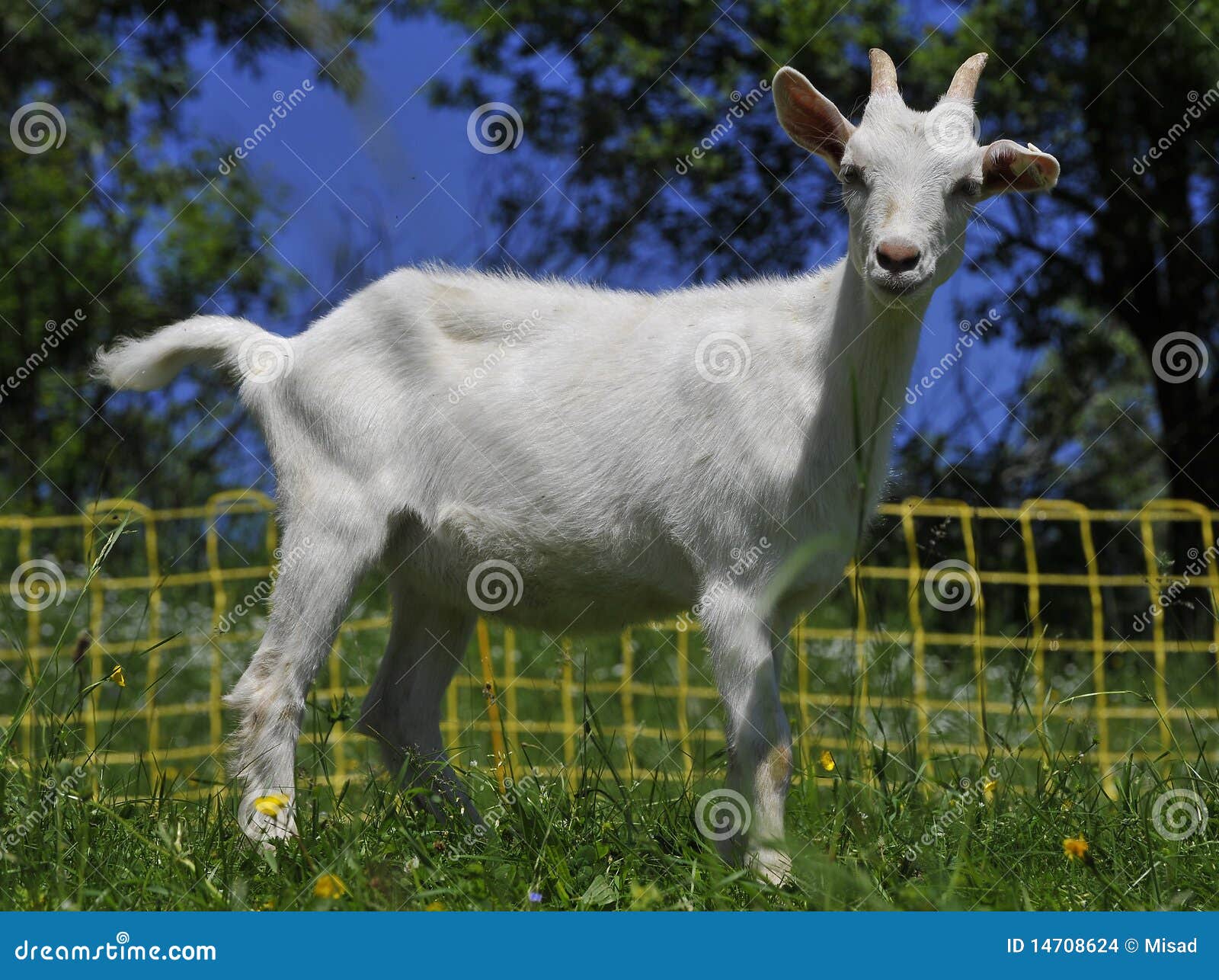 Het Witte Jonge Geitje Van De Geit Stock Foto - Image of geit, leef ...