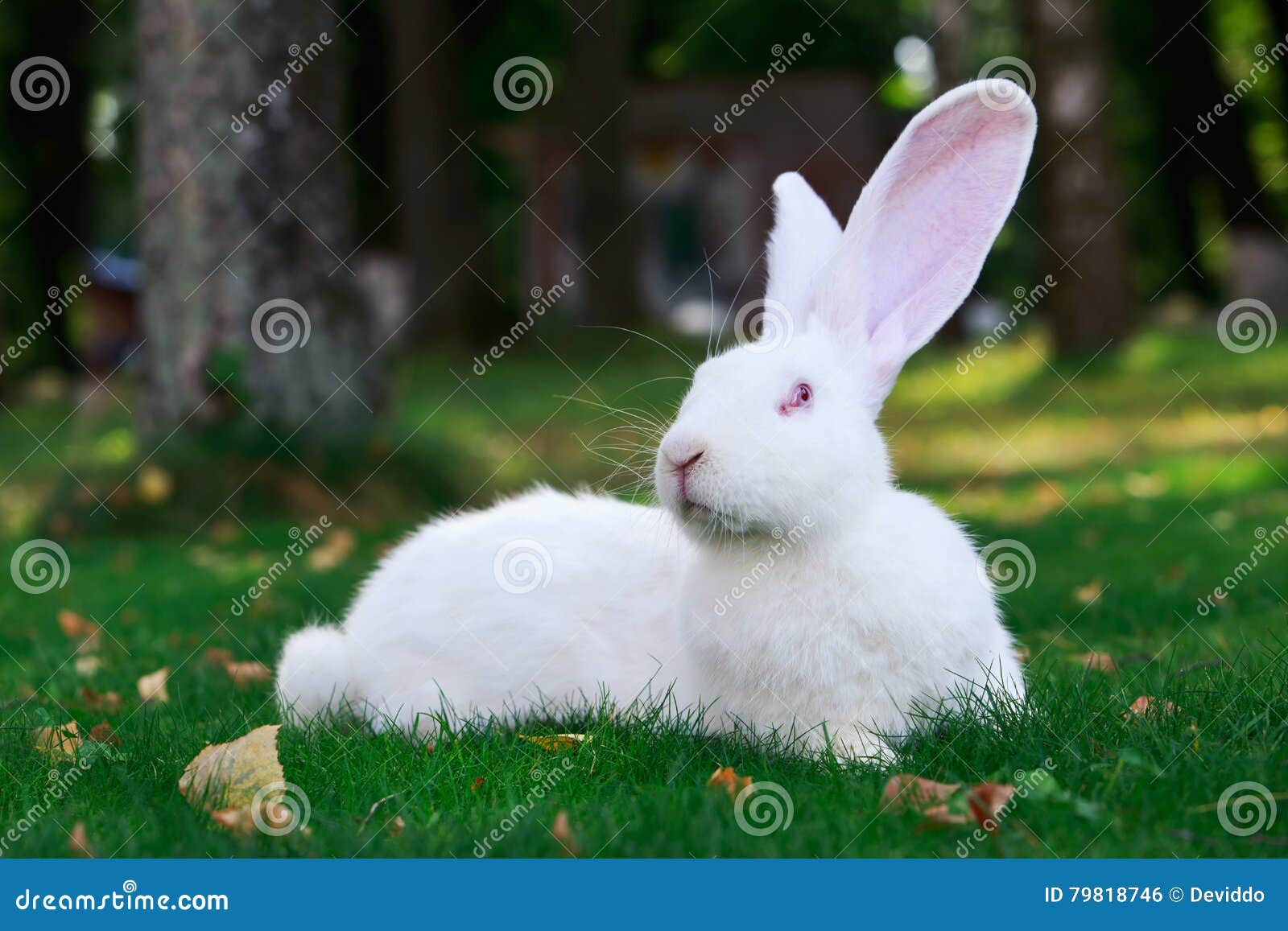 Het witte Konijn stock foto. Image of gazon, zoogdier - 79818746