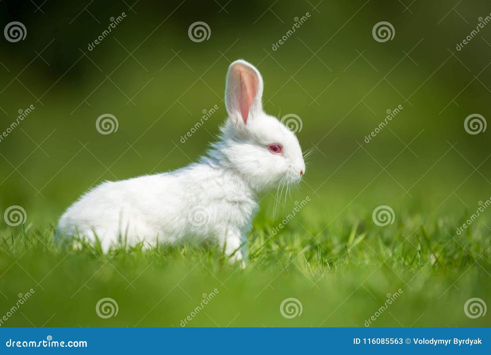 Het Witte Konijn Van De Baby in Gras Stock Afbeelding - Image of ...