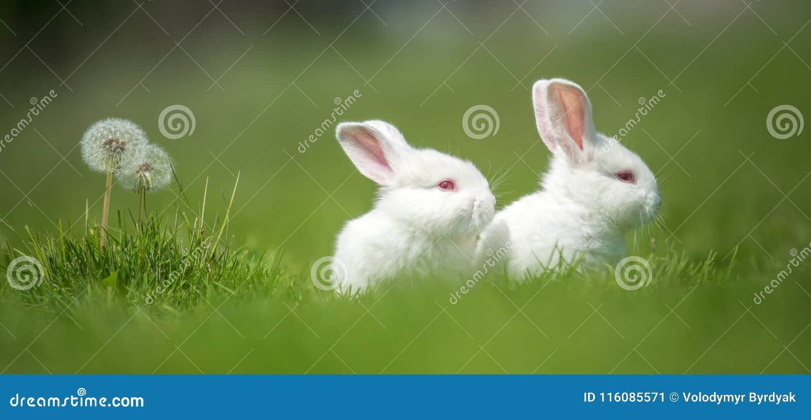 Het Witte Konijn Van De Baby in Gras Stock Afbeelding - Image of bloem ...
