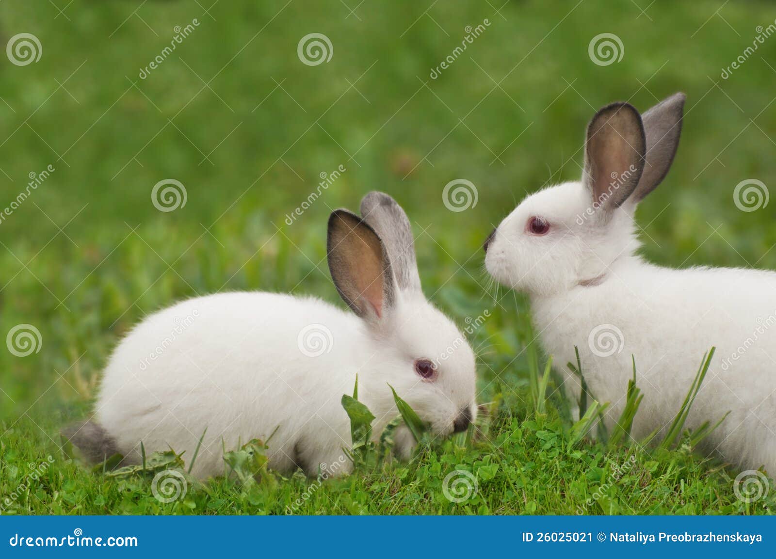 Het Witte Konijn Van De Baby in Gras Stock Afbeelding - Image of ...