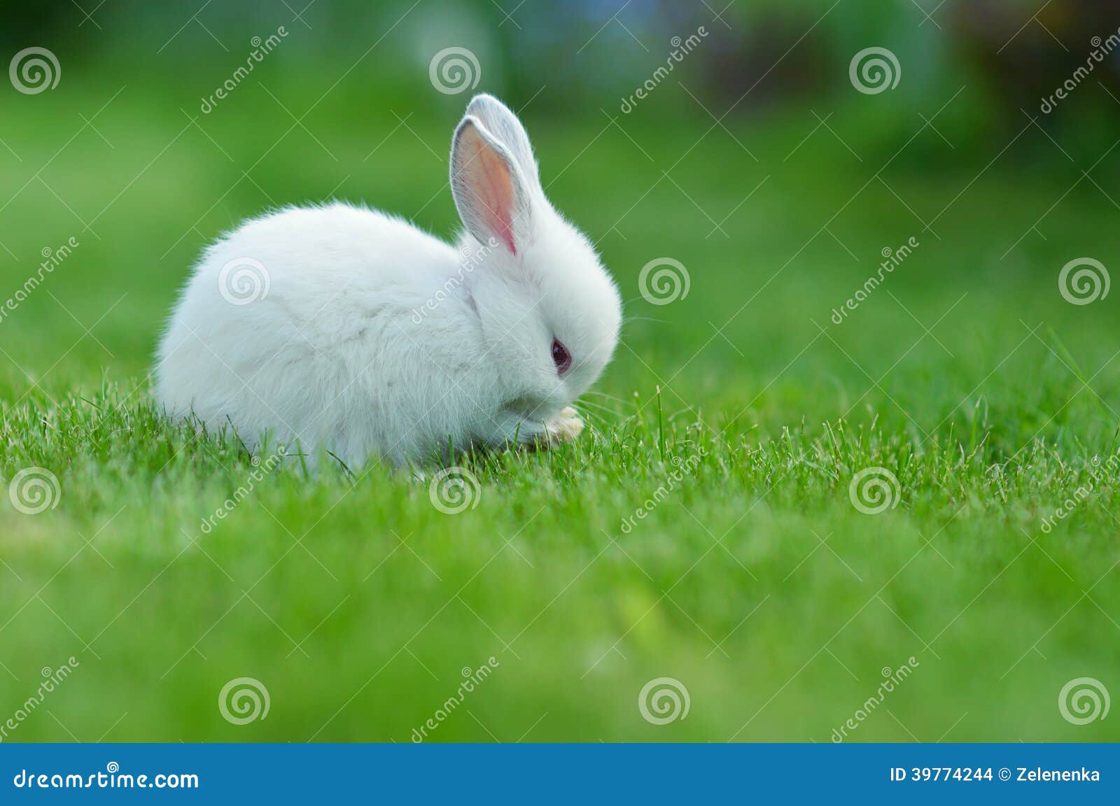 Het Witte Konijn Van De Baby in Gras Stock Foto - Image of lichaam ...