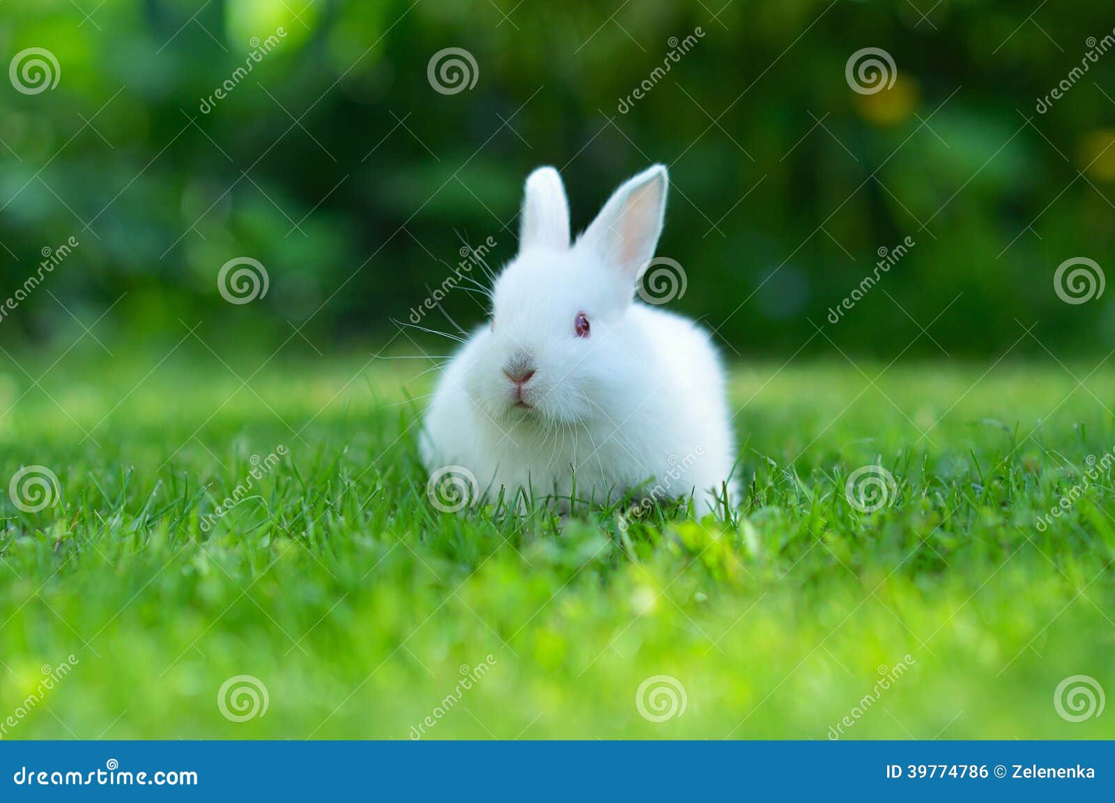 Het Witte Konijn Van De Baby in Gras Stock Foto - Image of sluit, ogen ...