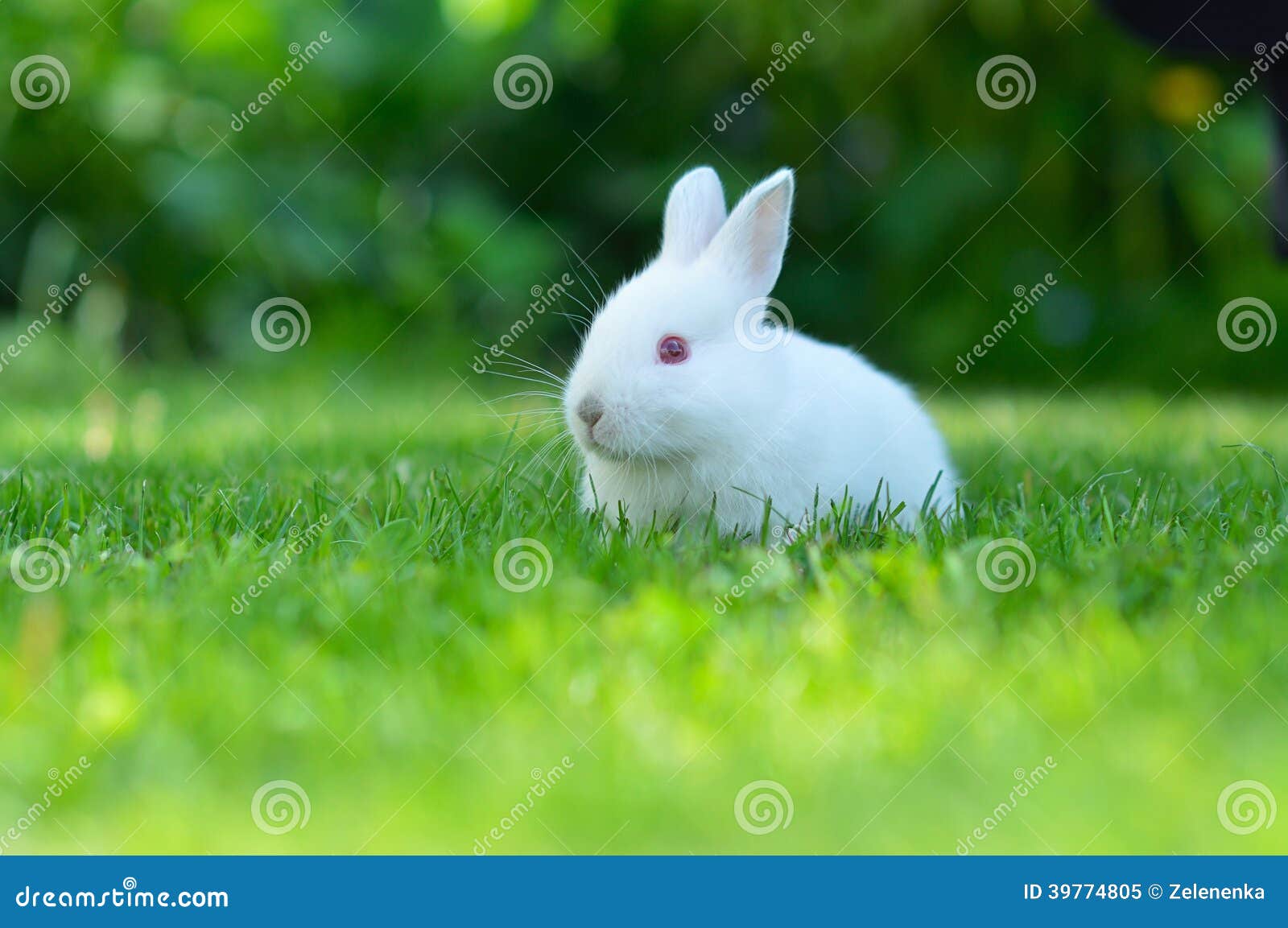 Het Witte Konijn Van De Baby in Gras Stock Afbeelding - Image of charme ...