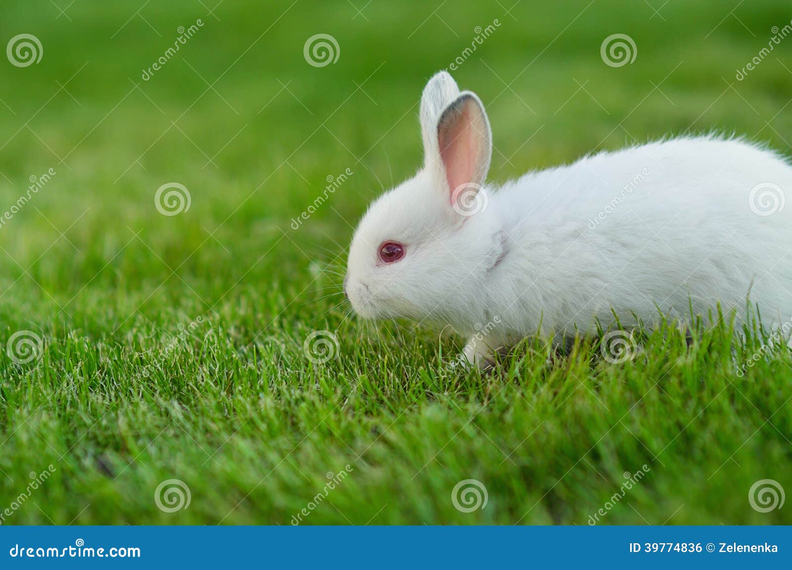 Het Witte Konijn Van De Baby in Gras Stock Foto - Image of fauna ...