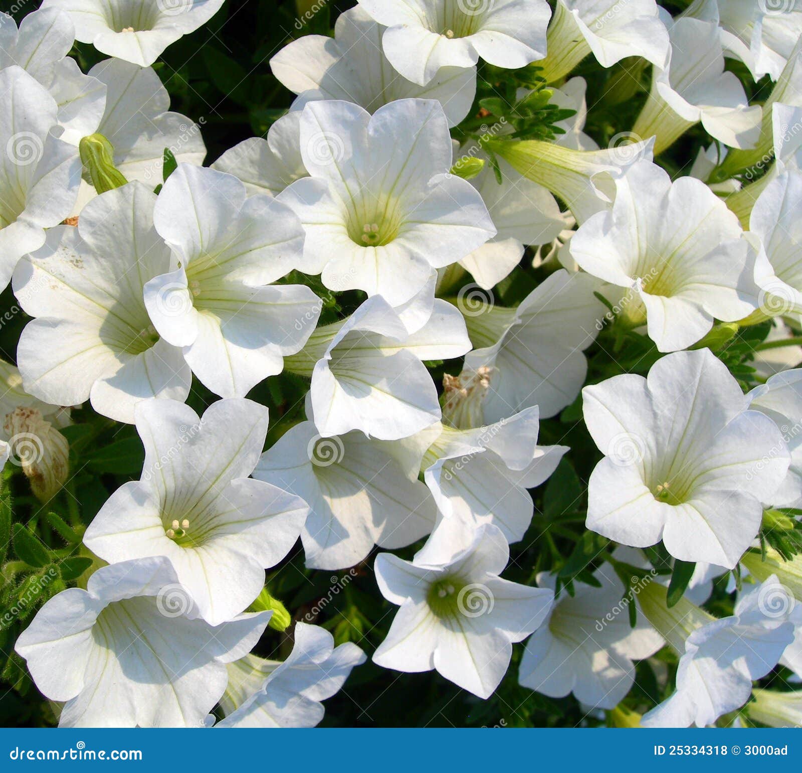 Het witte petunia bloeien stock foto. Image of boeket - 25334318