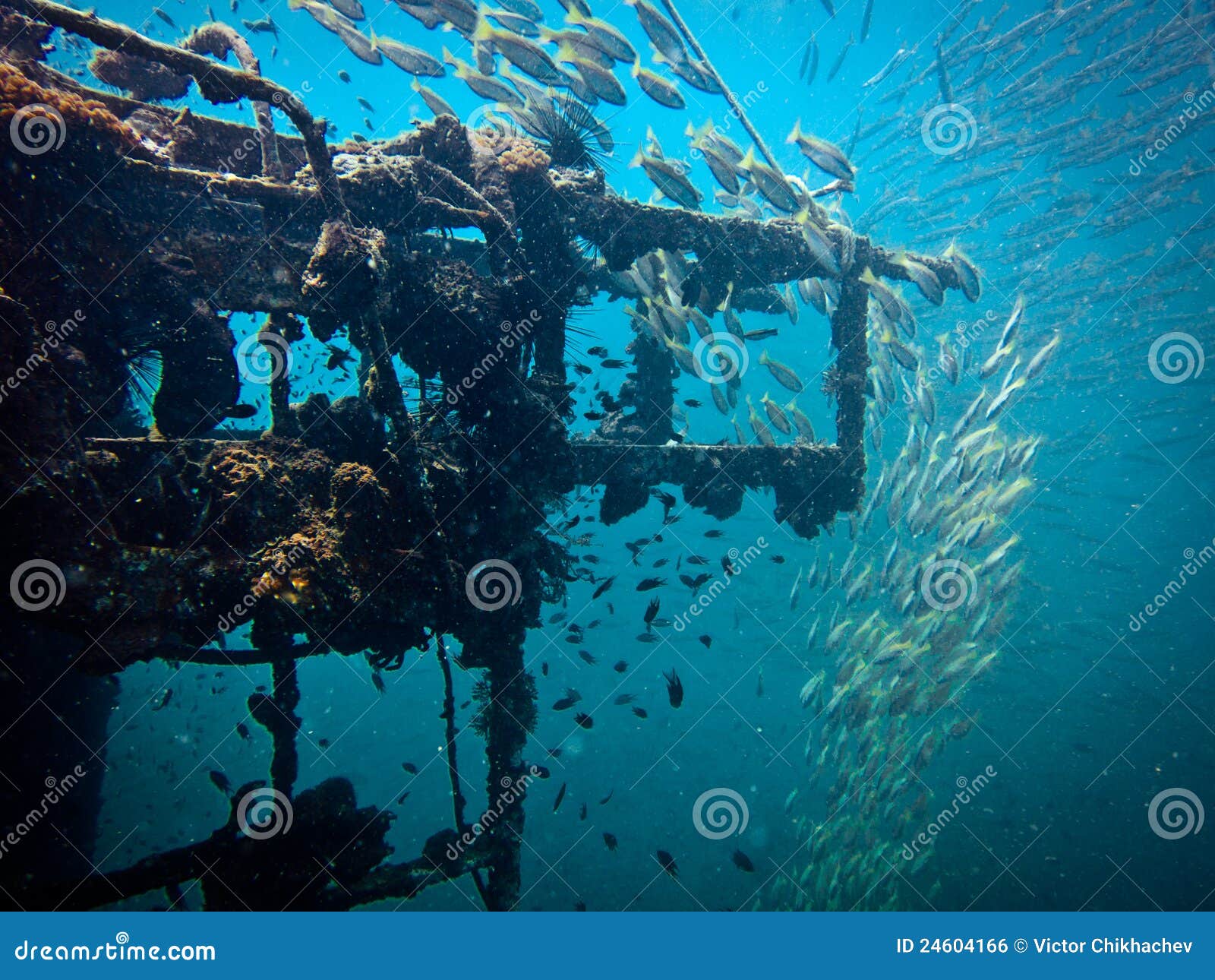 Het Wrak Van De Suiker, OnderwaterSchip Stock Foto - Image of overzees ...