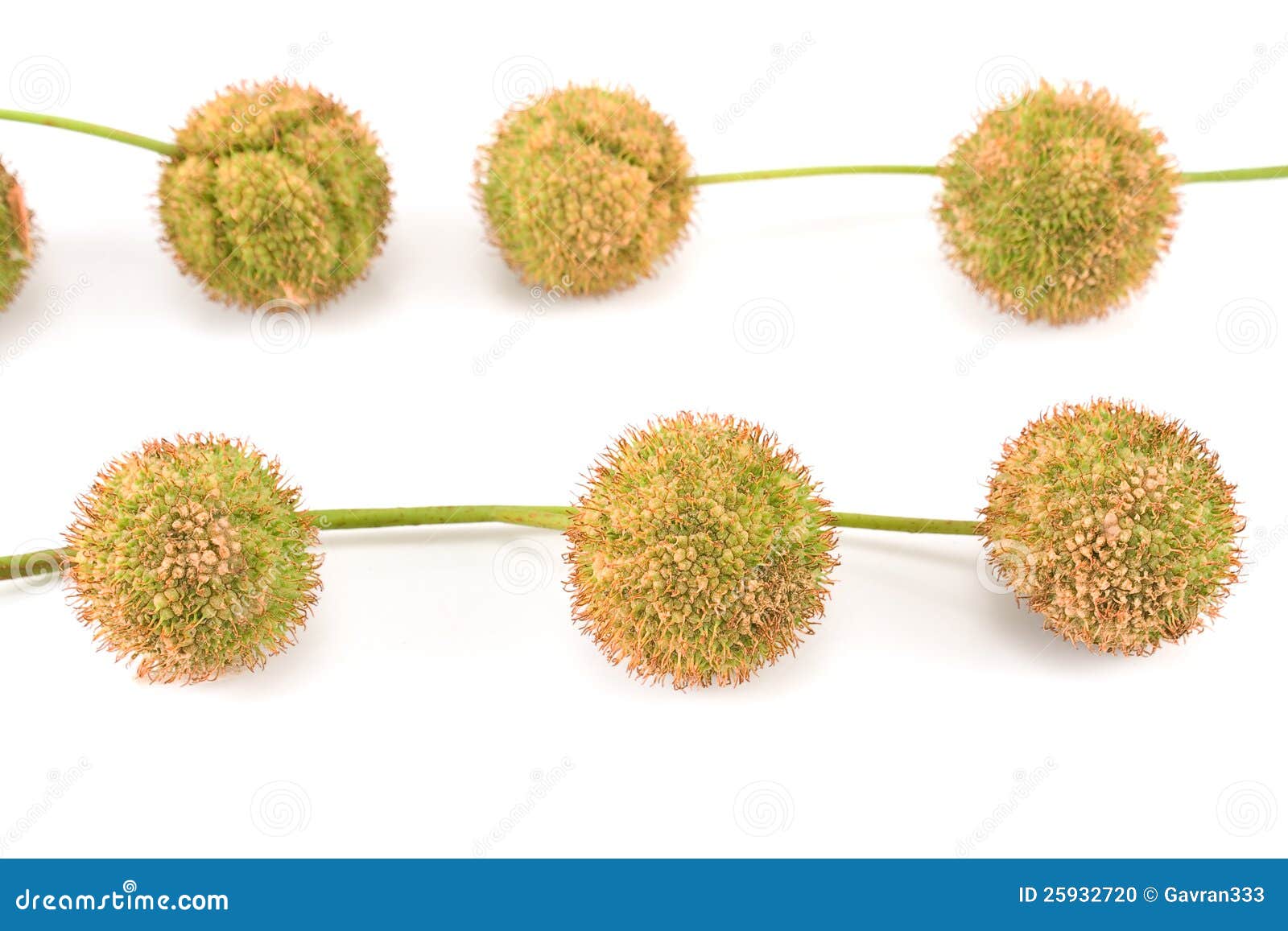 Het Zaadballen Van De Vlak-boom Stock Foto - Image of schors ...