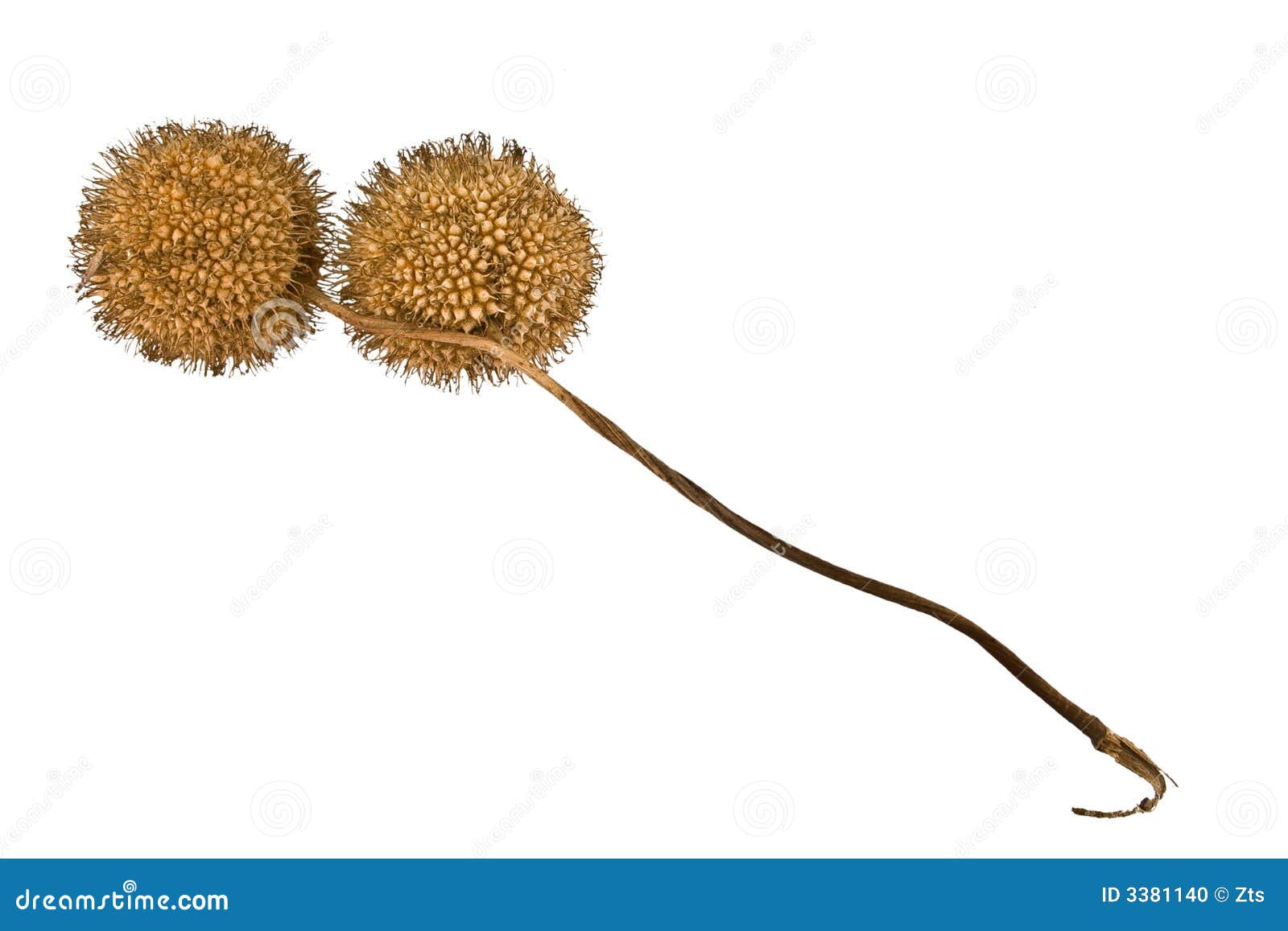 Het Zaadballen Van De Vlak-boom Stock Foto - Image of droog, geïsoleerd ...