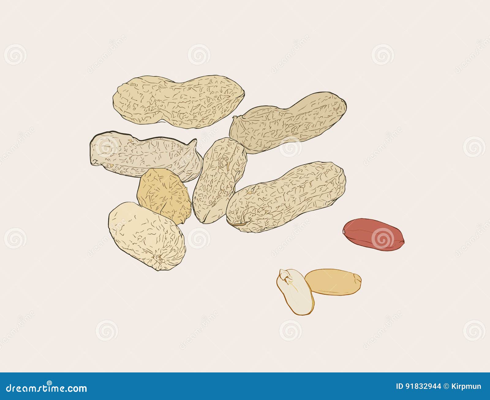 Het Zaadvector Van De Pindanoot Vector Illustratie - Illustration of ...