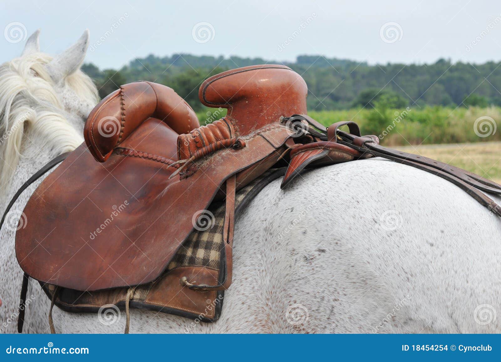 Het zadel van het paard stock foto. Image of leer, dier - 18454254