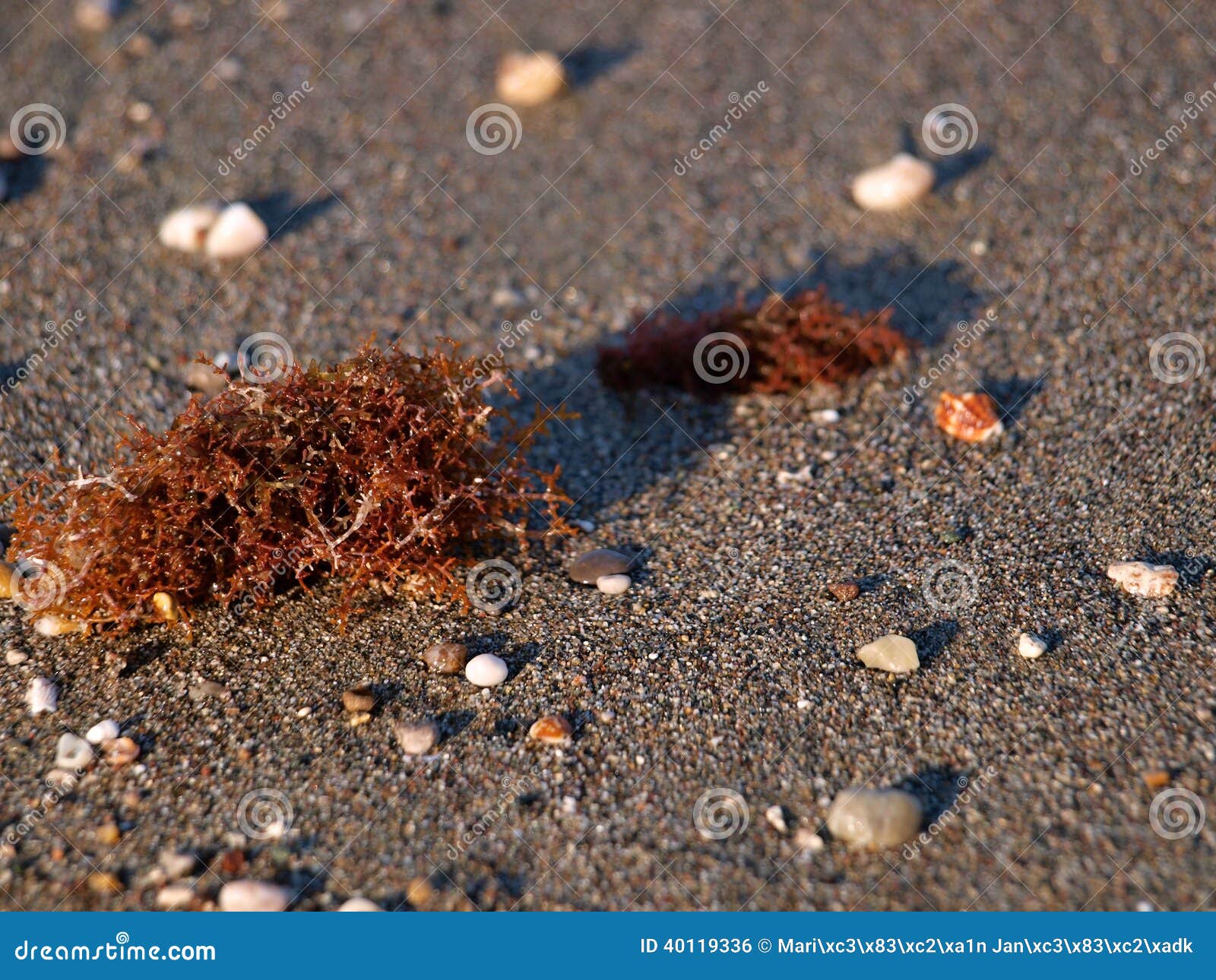 Het Zeewier Beached Op Rhodos. Stock Foto - Image of zeewier, grond ...