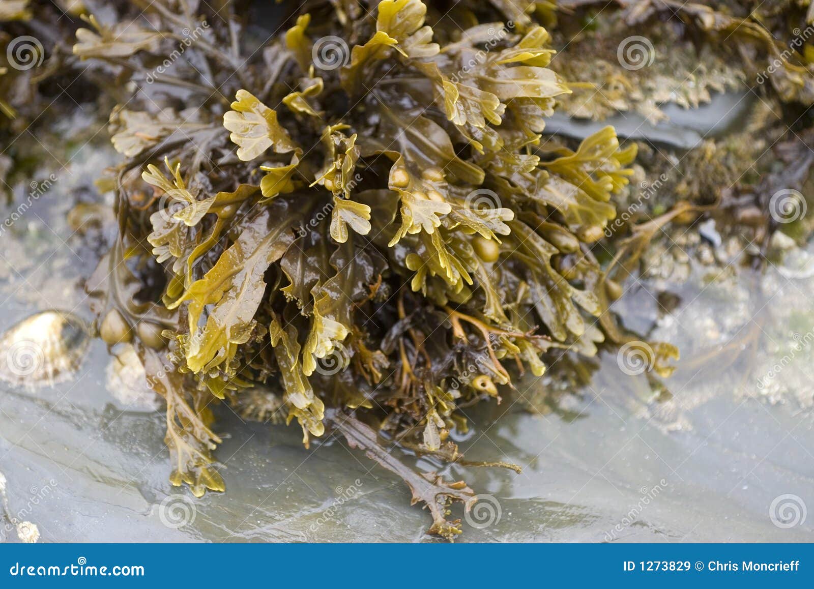 Het Zeewier Van Het Blaaswier Stock Afbeelding - Image of overzees ...