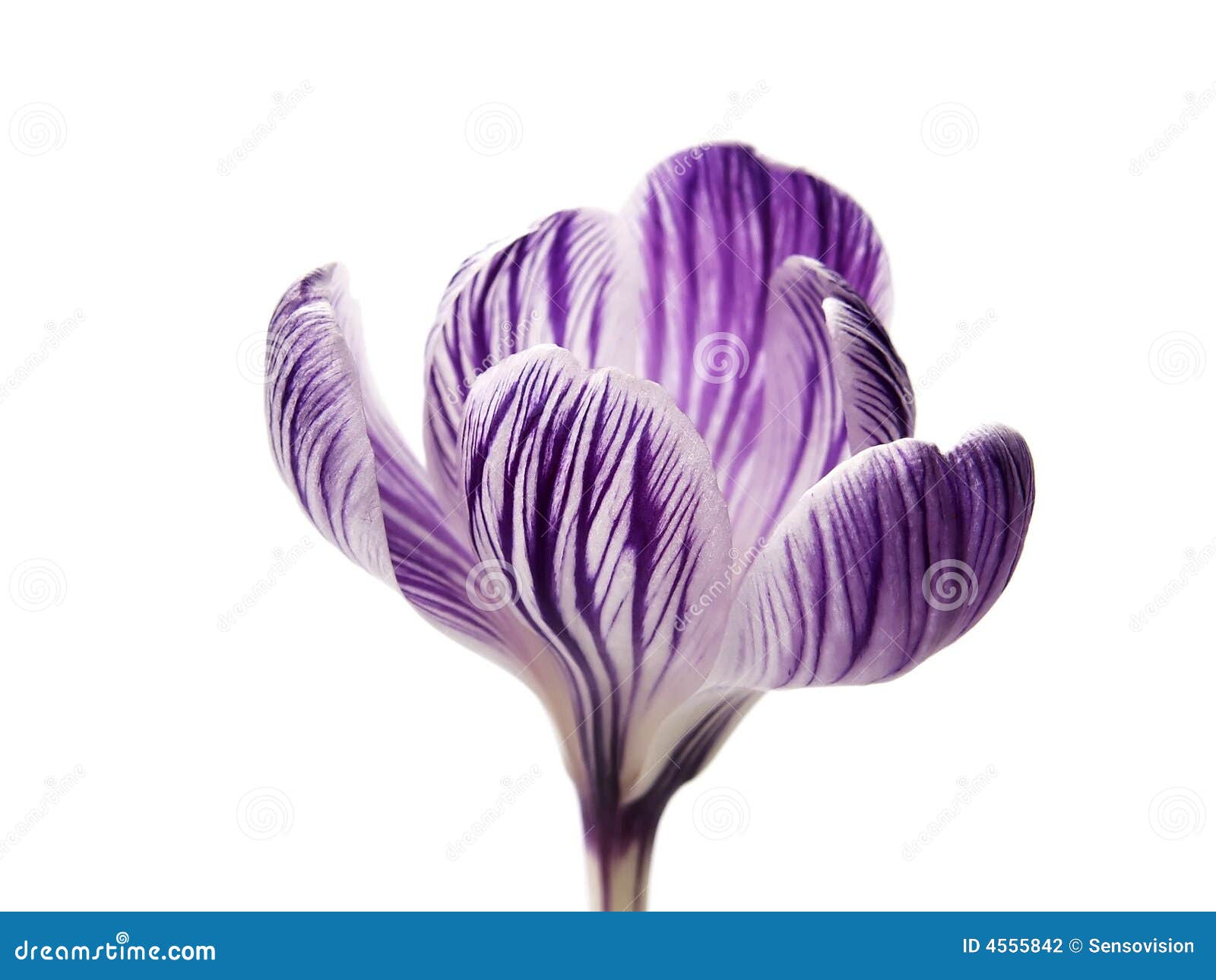 Het Zijaanzicht Van De Bloem Van De Krokus Stock Foto - Image of hoofd ...