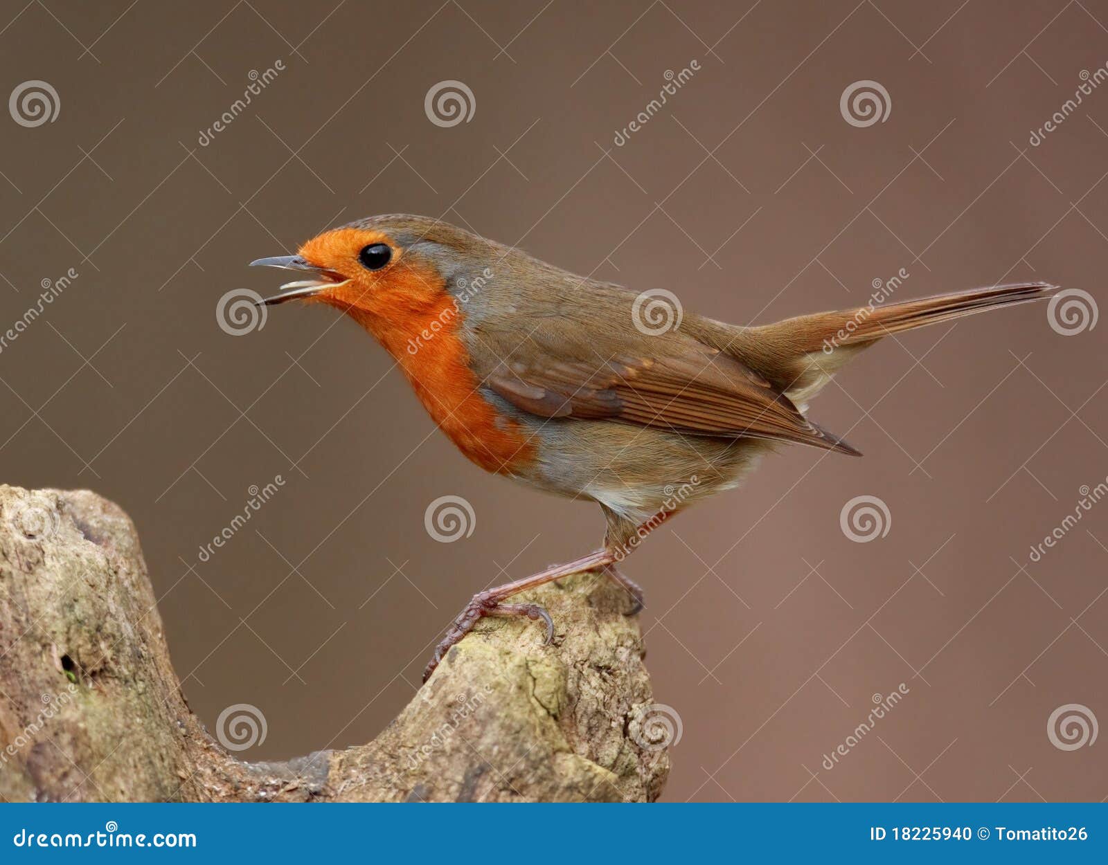 Het zingen Robin vogel stock foto. Image of scherp, vogel - 18225940