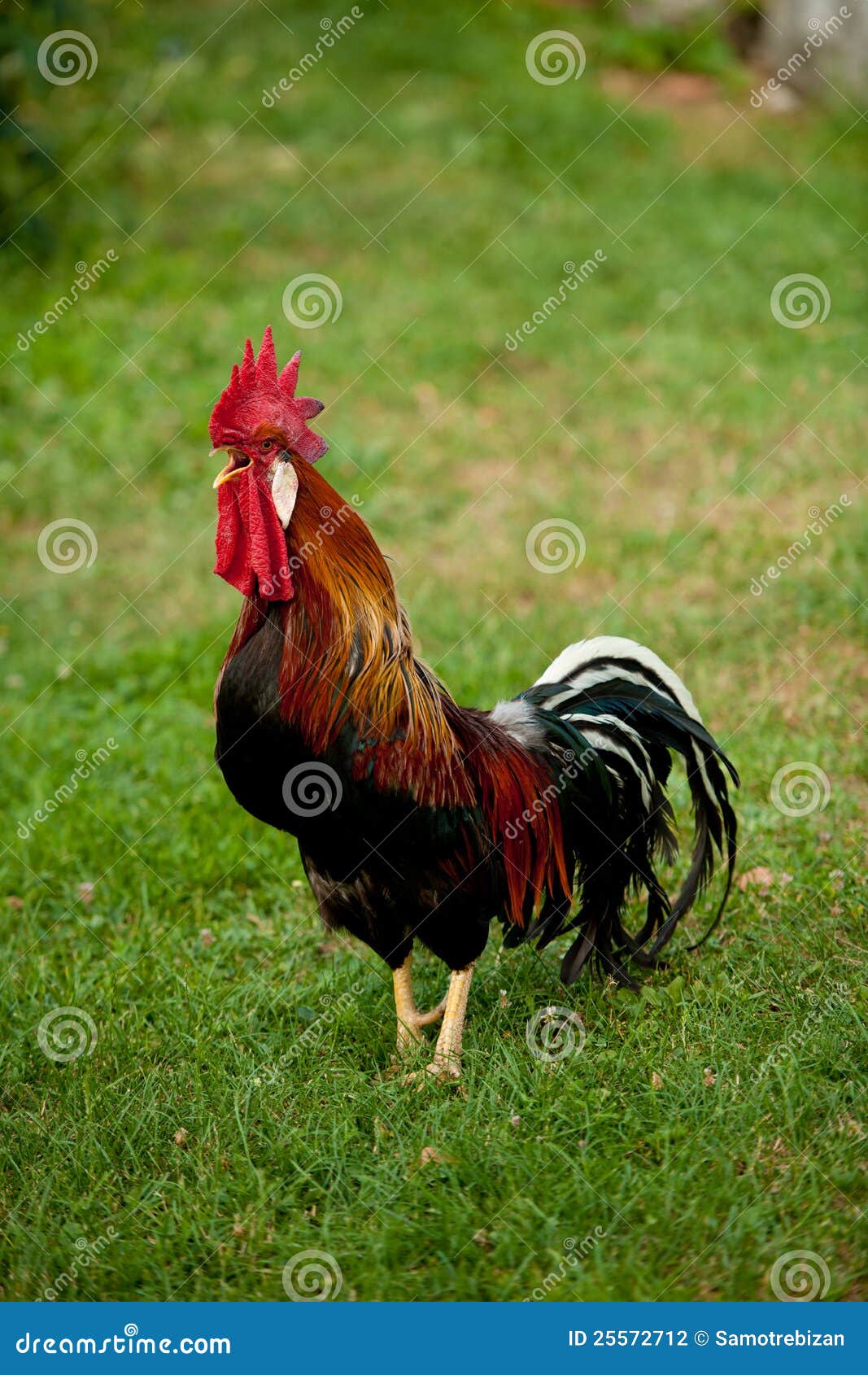 Het Zingen Van De Haan - Haan Op Een Gras Stock Foto - Image of ...