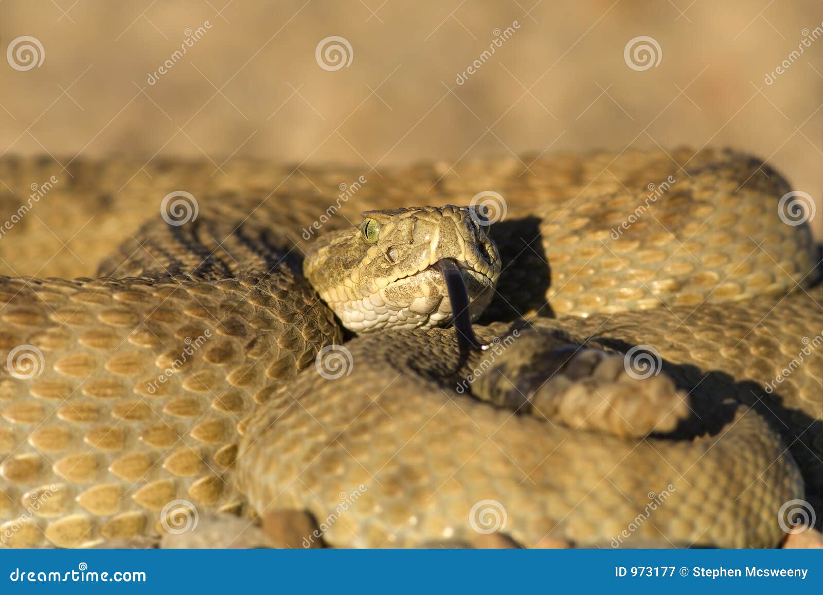 Het zonnen van Ratelslang stock afbeelding. Image of rammelaar - 973177
