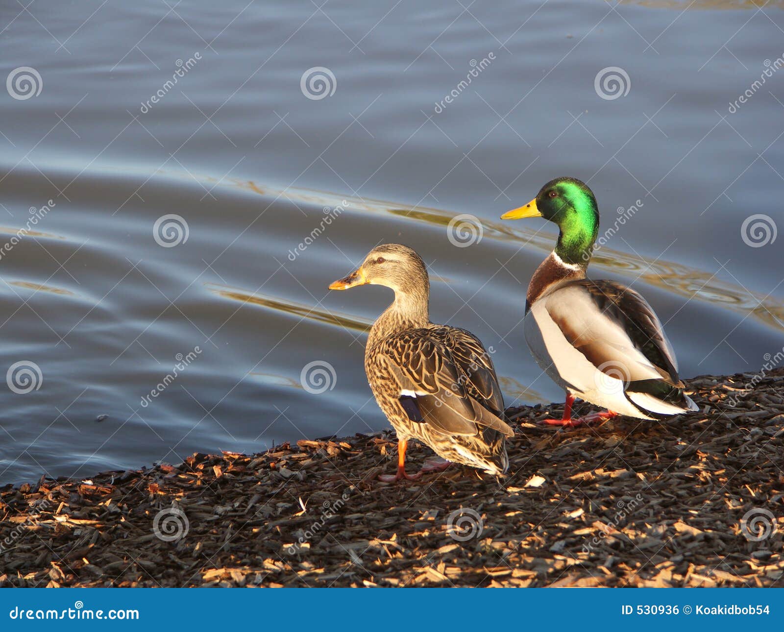 Het Zonnen Van Wilde Eenden Stock Foto - Image of wijfje, mannetje: 530936