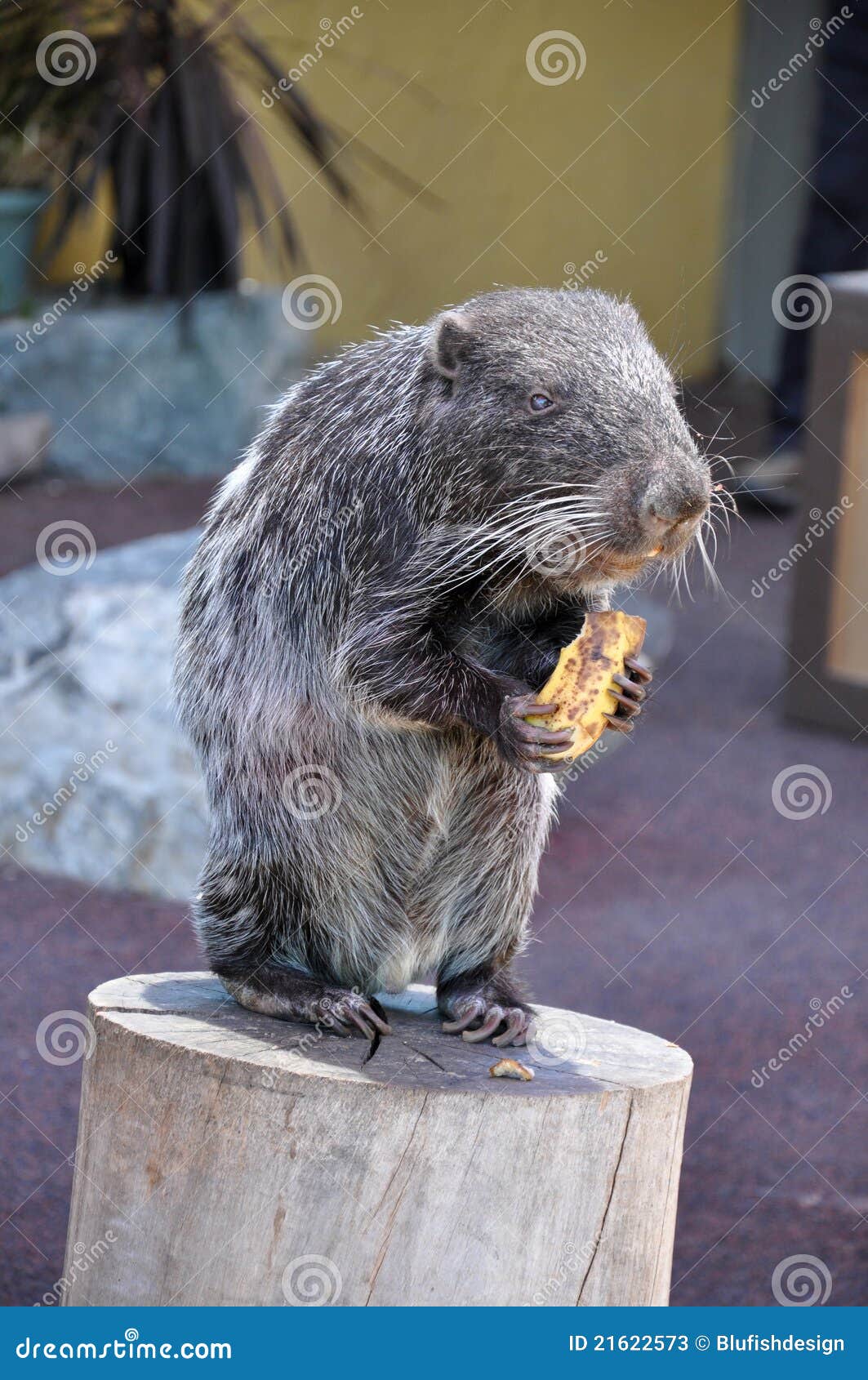 Het Zoogdier van Pacarana stock afbeelding. Image of tropisch - 21622573