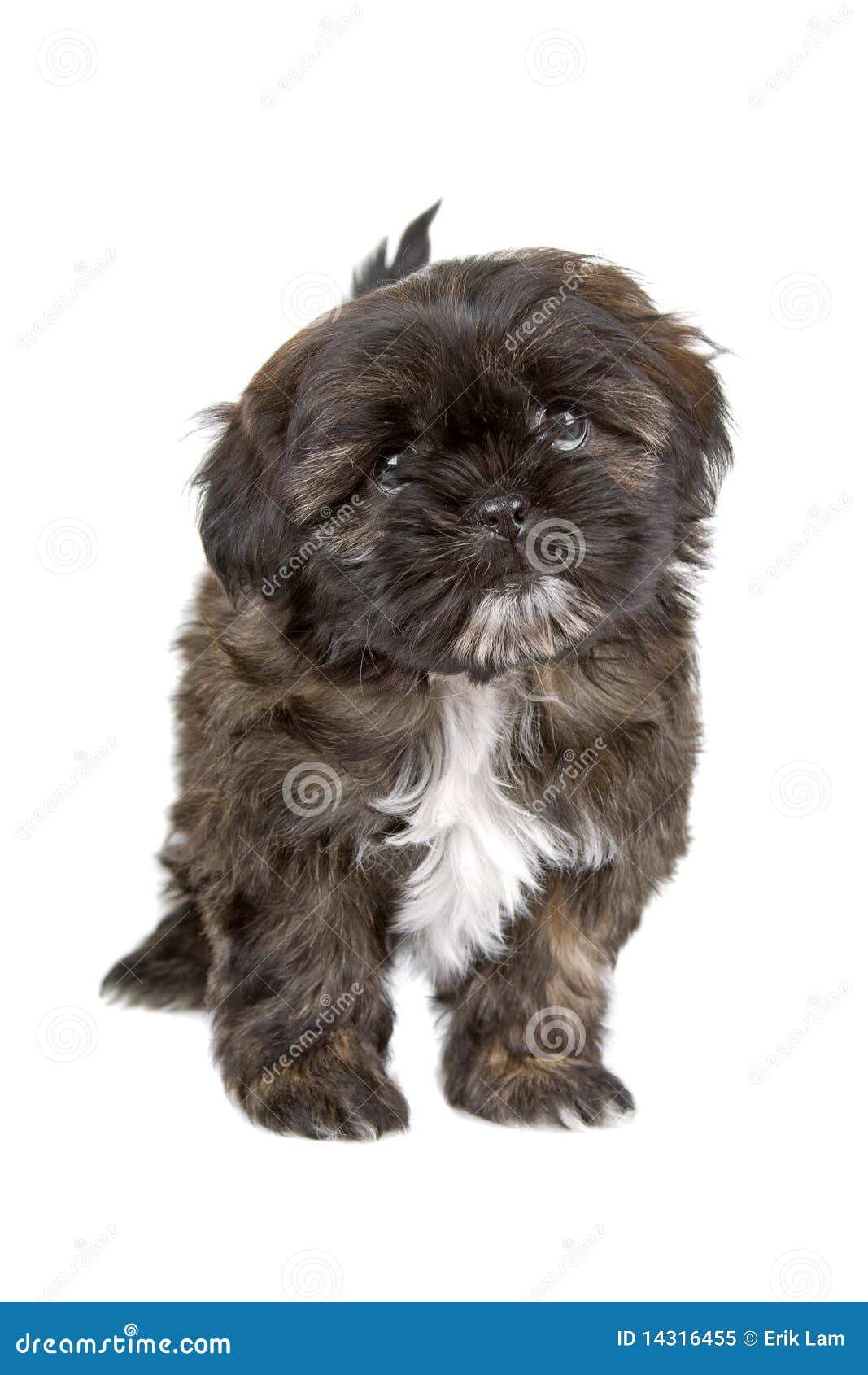 Shih Tzu Marron Et Blanc Et Noir