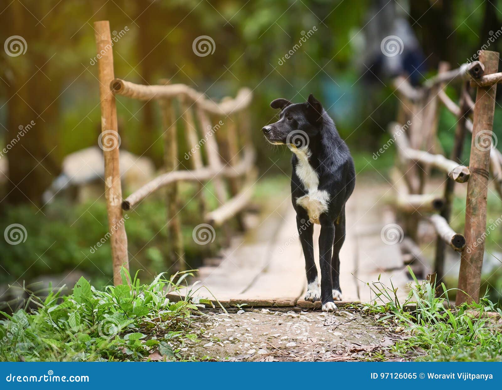 Het zwarte Hond Lopen stock afbeelding. Image of hond - 97126065