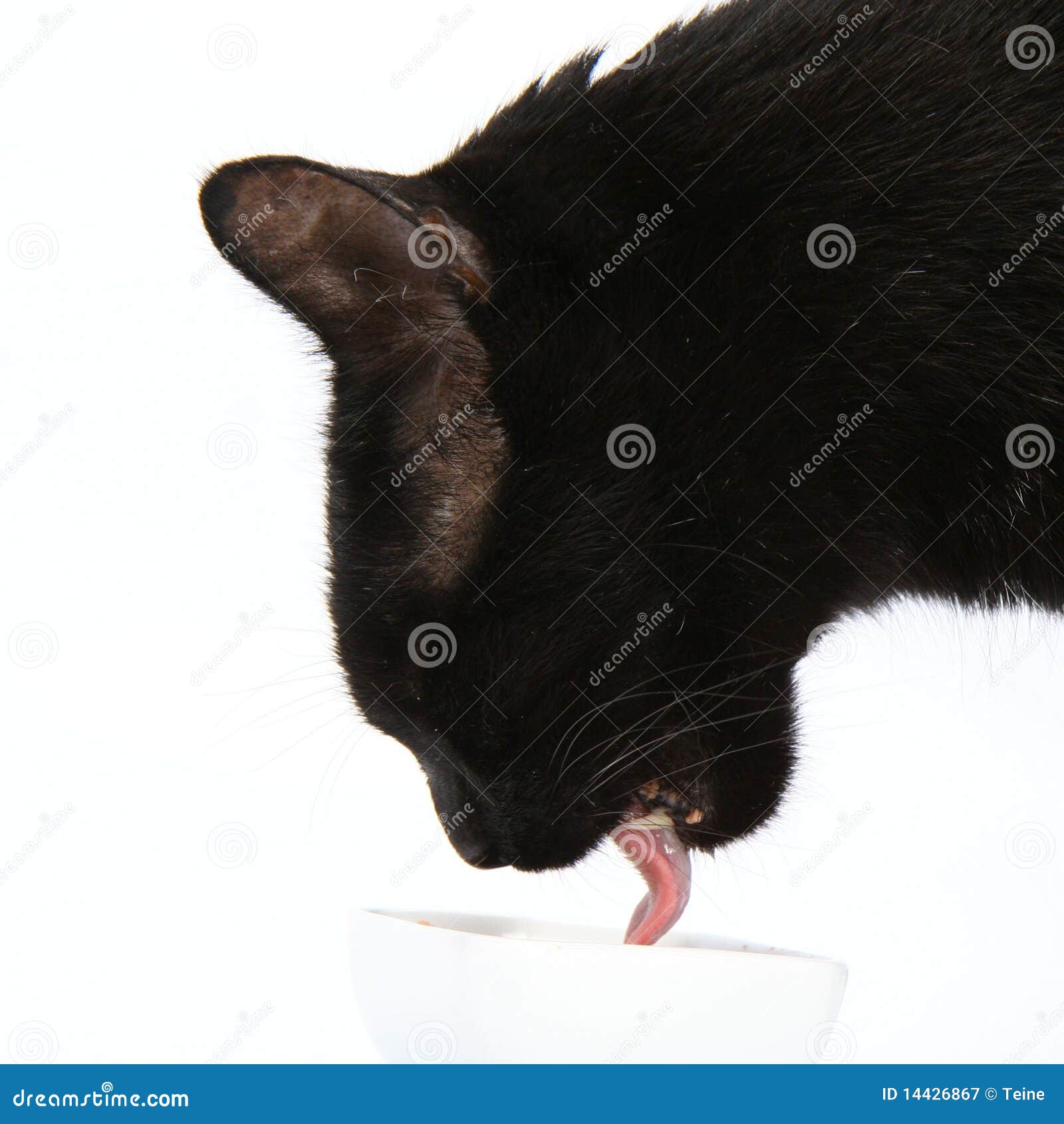 Het zwarte kat eten stock afbeelding. Image of dier, voer - 14426867