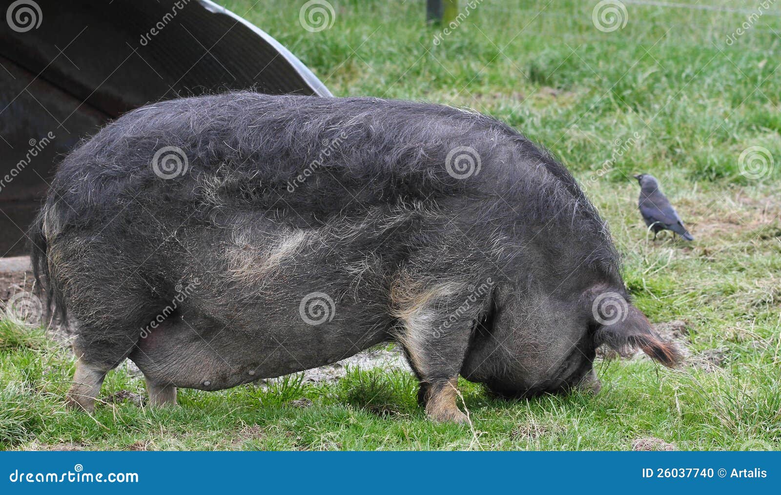 Het Zwarte Varken Van De Beer Stock Foto - Image of beer ...