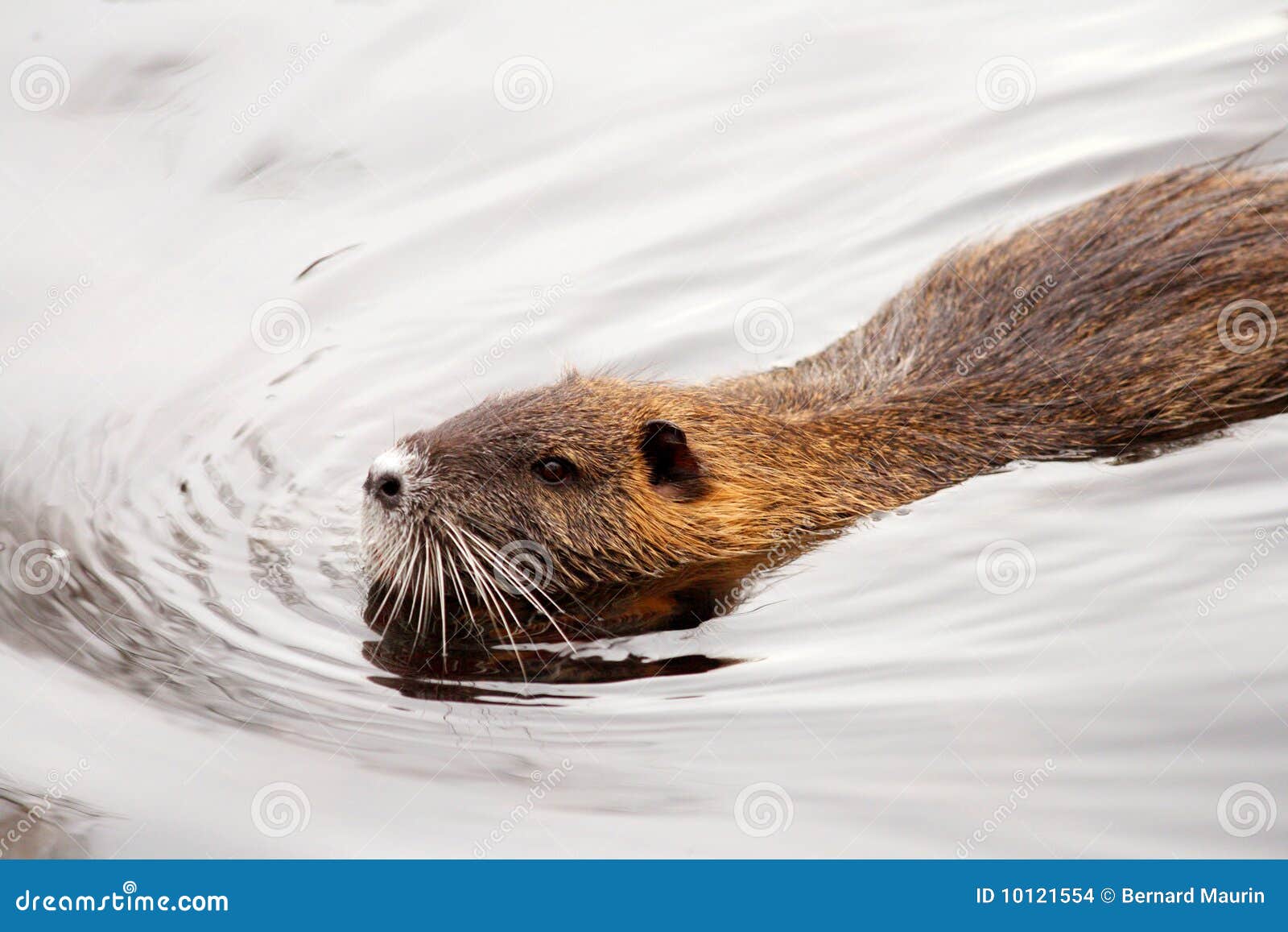 Het zwemmen van de bever stock foto. Image of nave, hout - 10121554