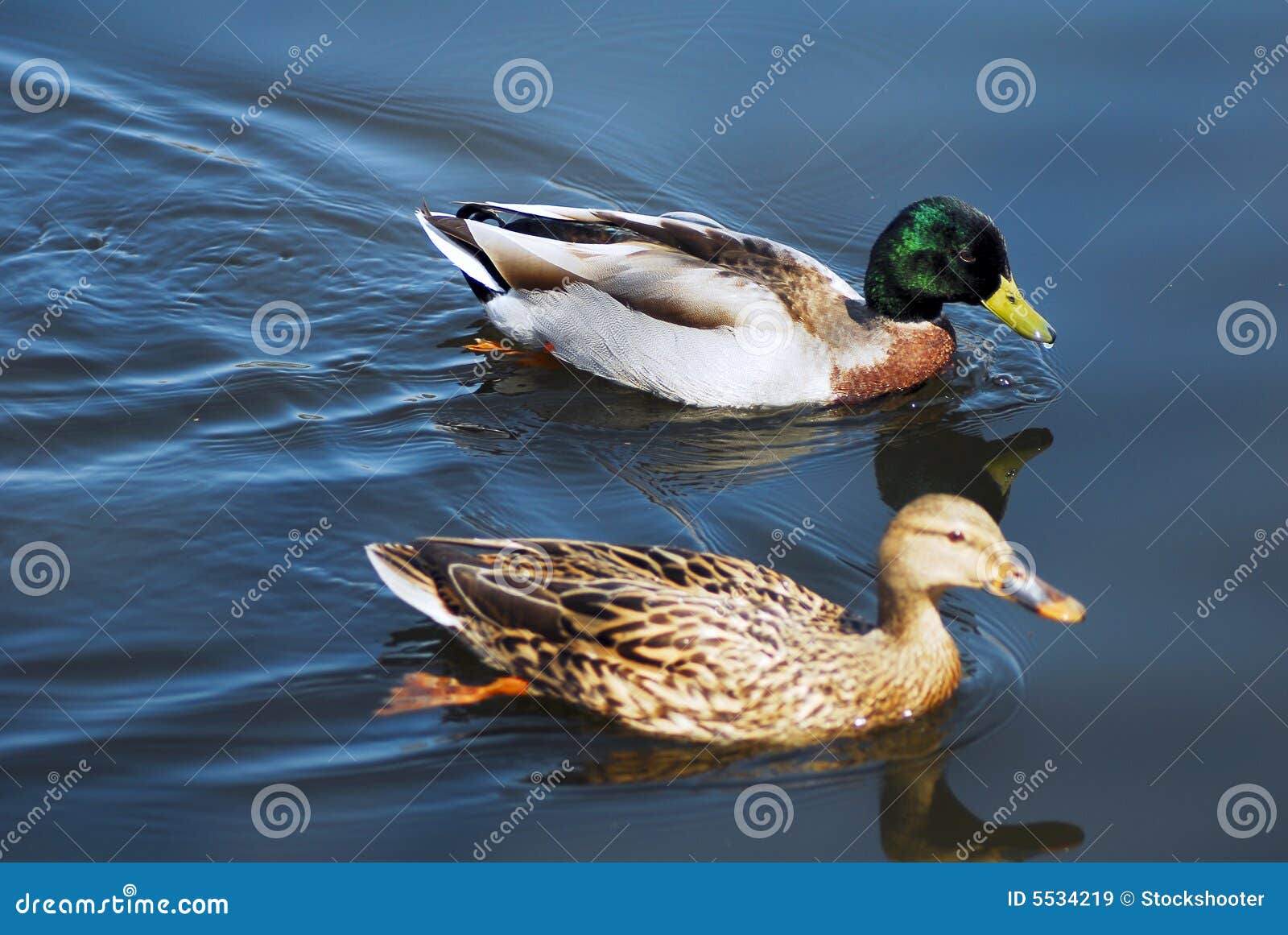 Het Zwemmen Van De Eenden Van De Wilde Eend Stock Afbeelding - Image of ...