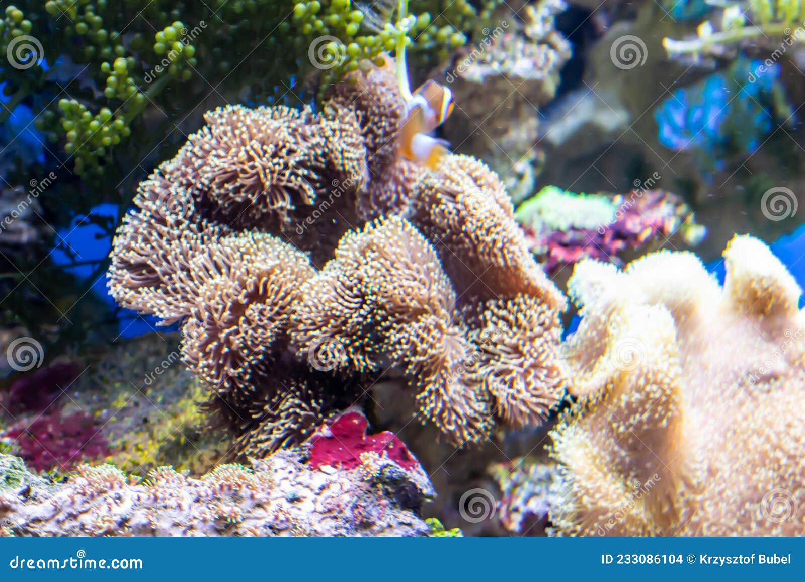 Heteractis Magnifica, Colored Long Tentacle Anemone Stock Image ...