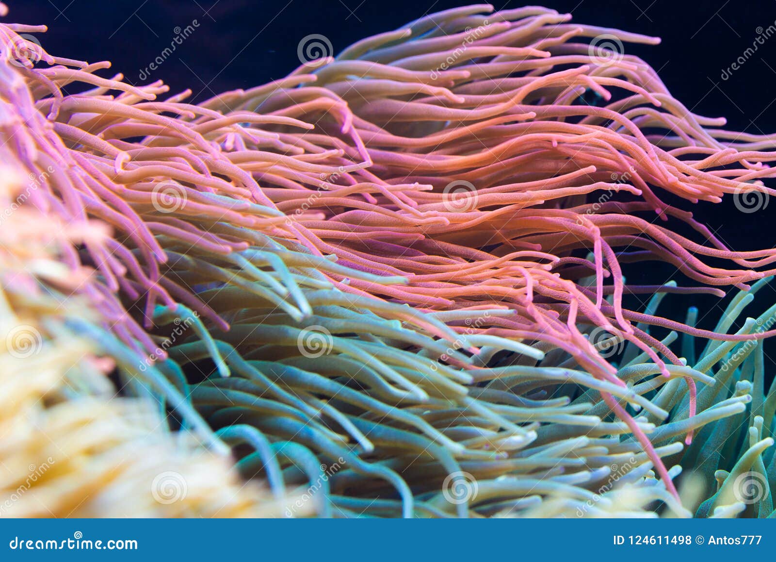 Heteractis Magnifica, Colored Long Tentacle Anemone Stock Photo - Image ...