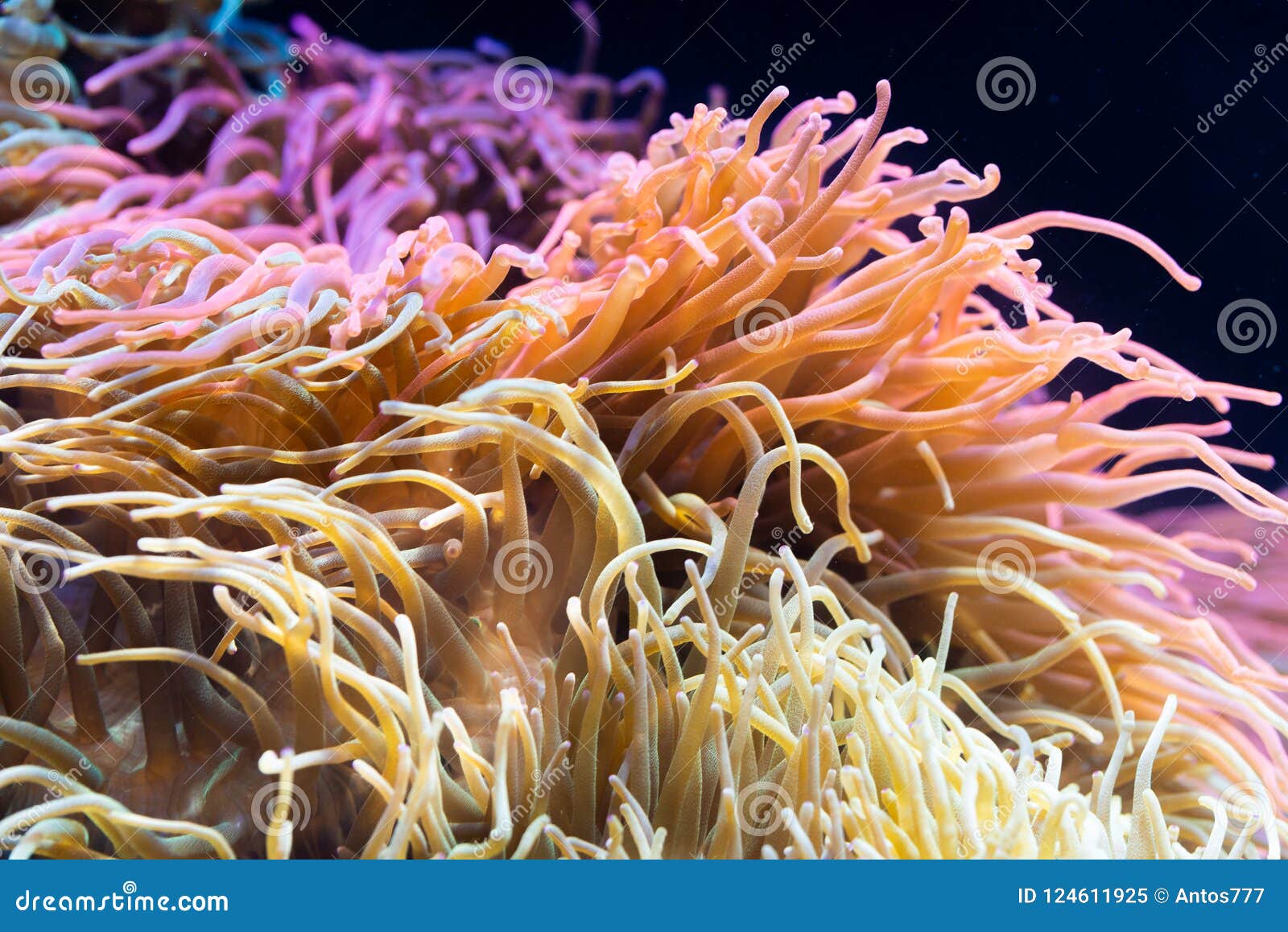 Heteractis Magnifica, Colored Long Tentacle Anemone Stock Image ...
