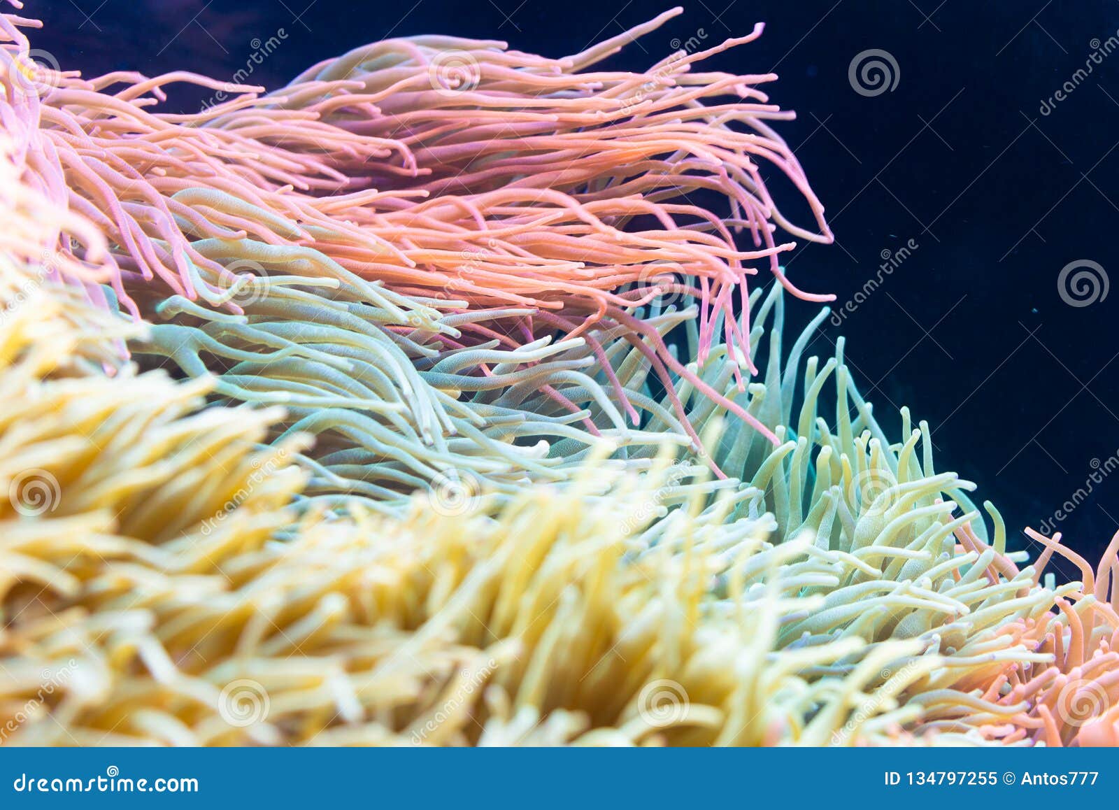 Heteractis Magnifica, Colored Long Tentacle Anemone Stock Image - Image ...