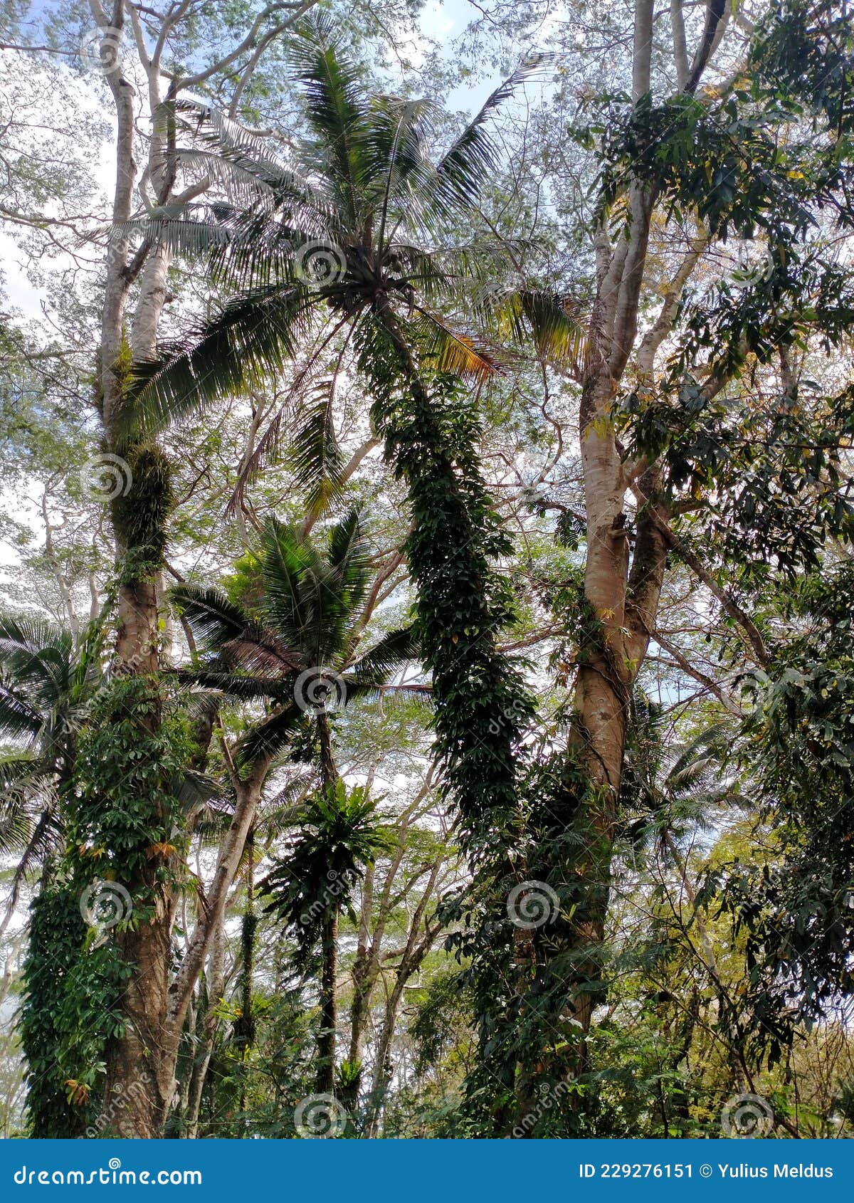 Heterogeneous Jungle Stock Photos - Free & Royalty-Free Stock Photos ...