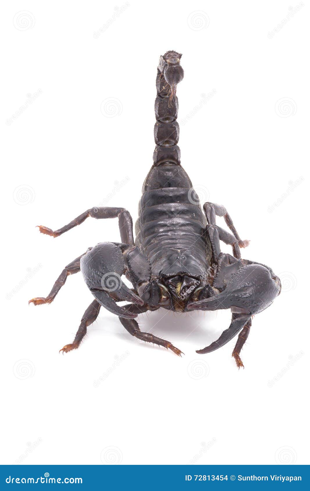 Heterometrus Longimanus