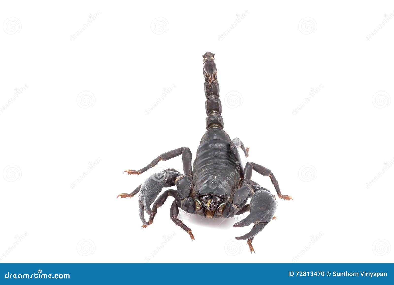 Heterometrus Longimanus Back Scorpion.Emperor Scorpion, Pandinus ...