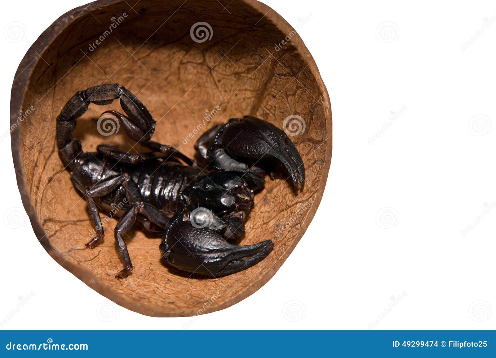 Heterometrus petersi stock photo. Image of legs, stinger - 49299474