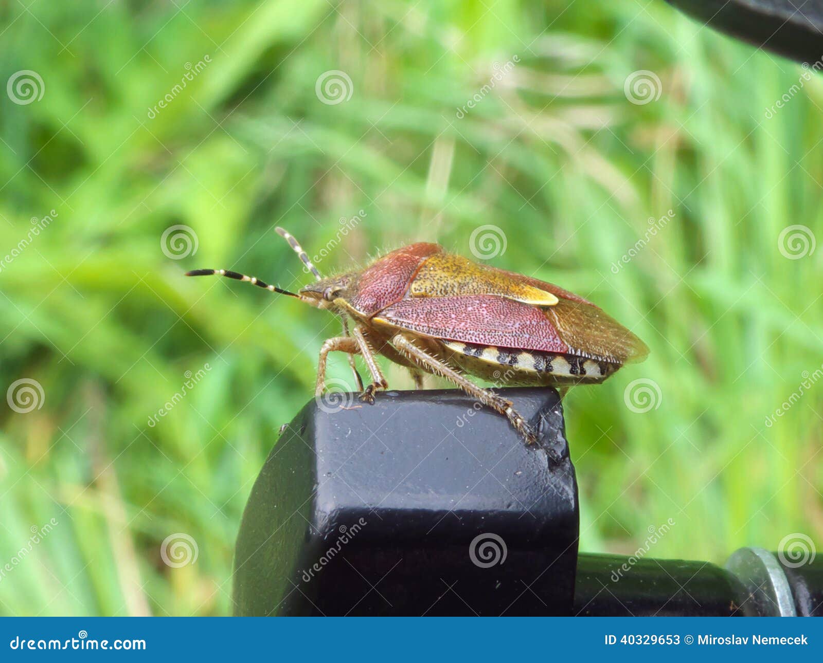 Heteropter Stock Photos - Free & Royalty-Free Stock Photos from Dreamstime