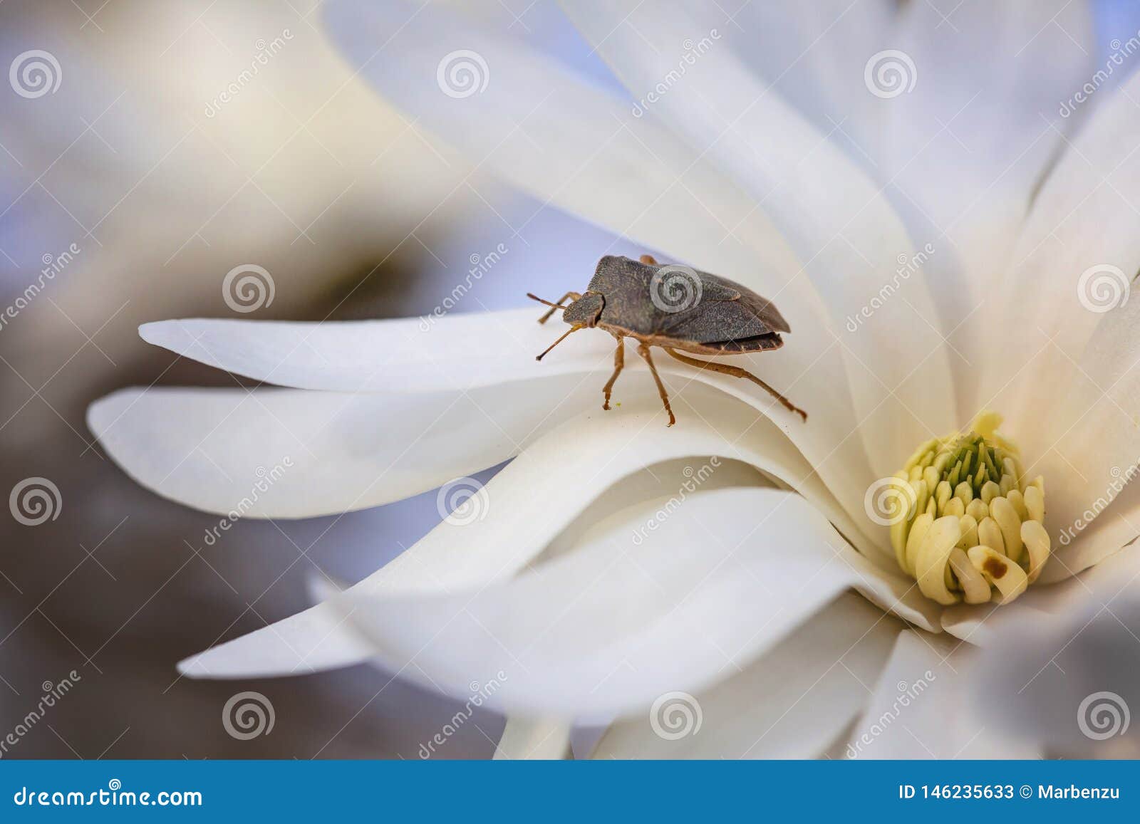 Heteroptera Bug on White Spring Blossom Stock Image - Image of nature ...