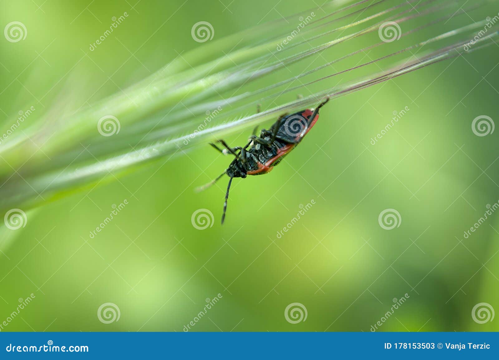 The Heteroptera, Firebug, Pyrrhocoris Apterus, on Leaves on Grass in ...