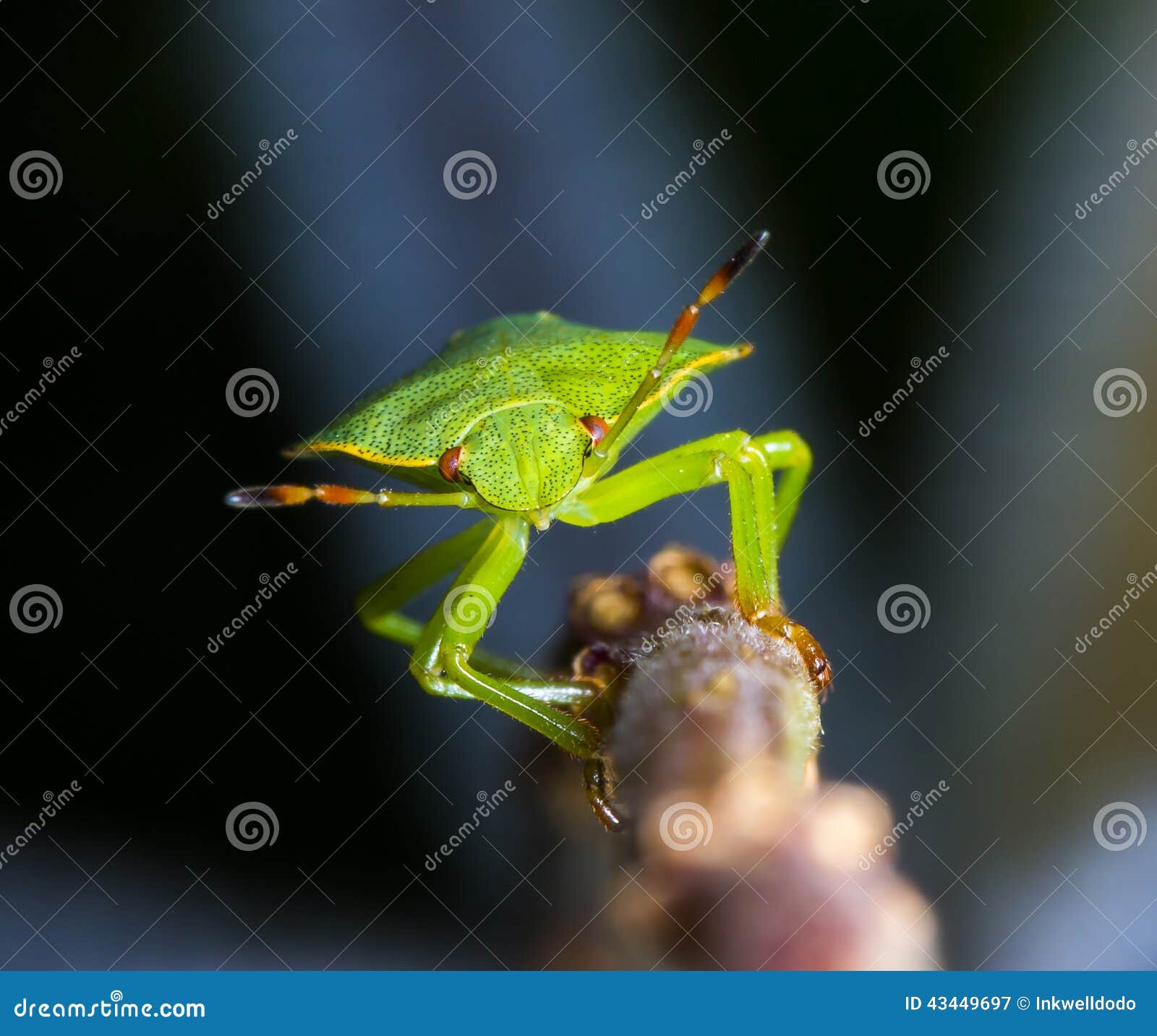 Heteroptera stock image. Image of bent, head, close, leaf - 43449697