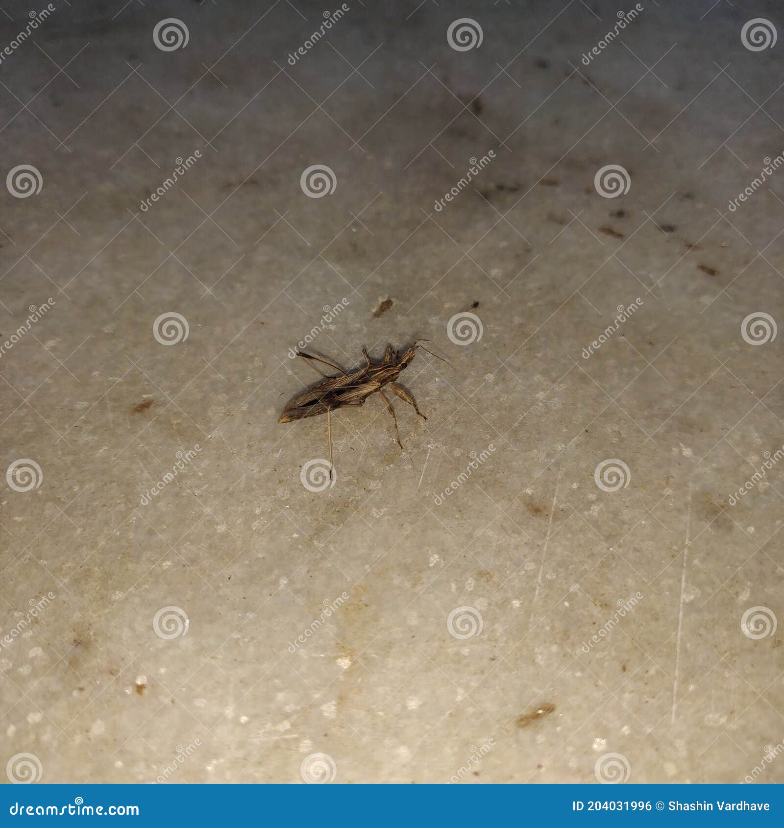 The Heteroptera are a Group of about 40,000 Species of Insects in the ...