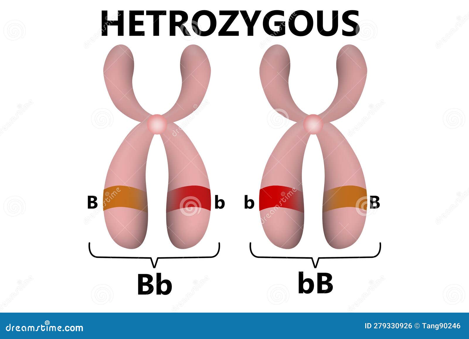 Heterozygous Biology