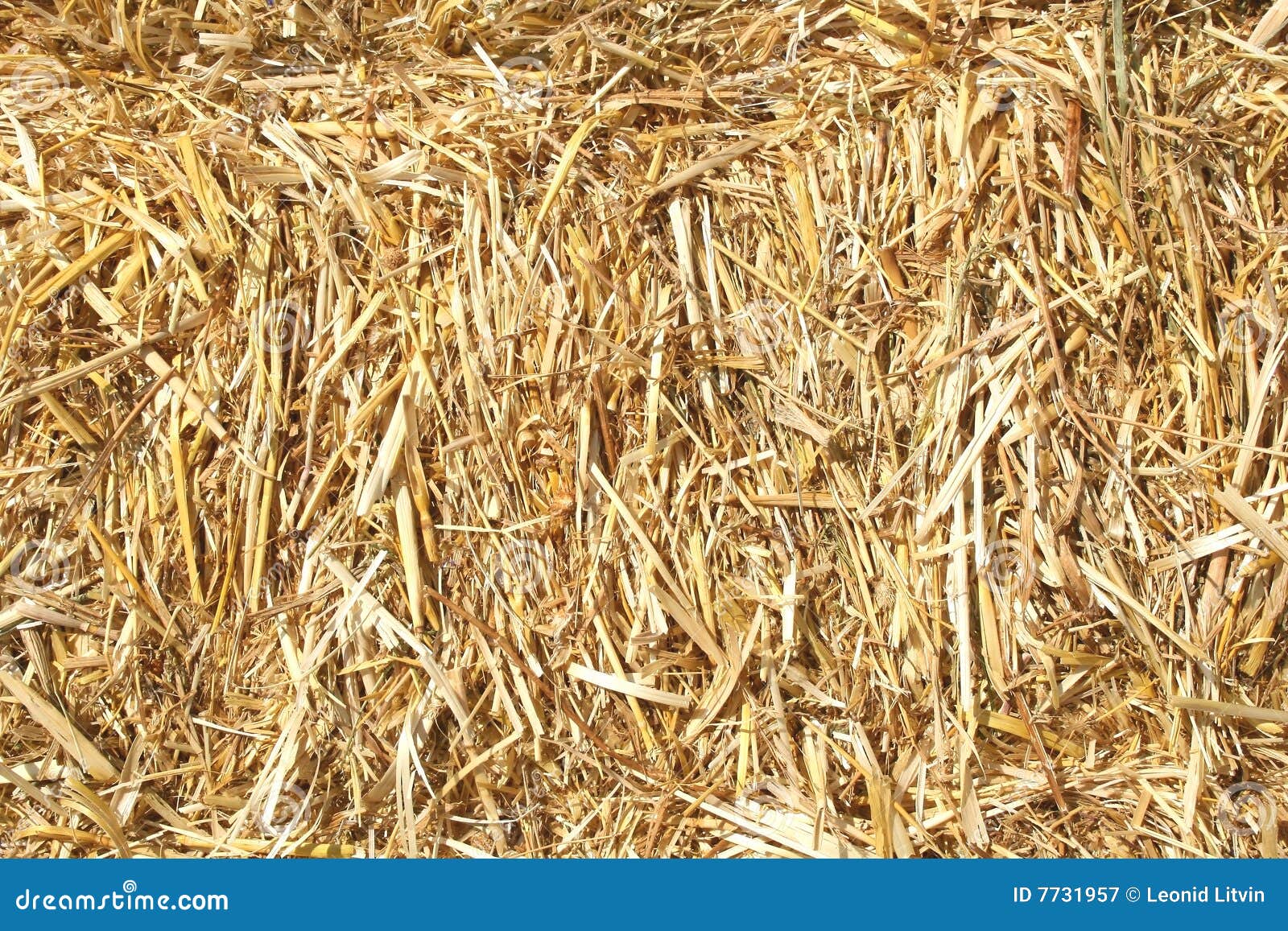 Heu stockbild. Bild von ausschnitt, beschaffenheit, ernten - 7731957